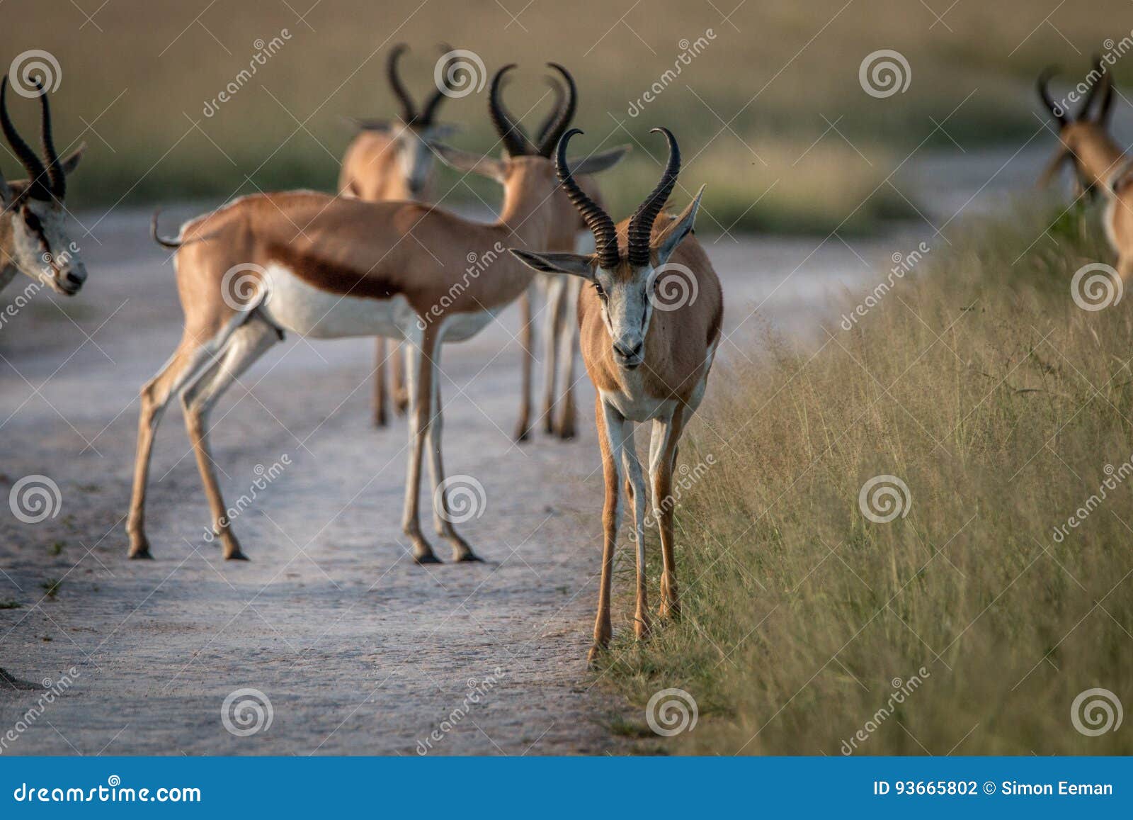 Springbok Standing on the Road. Stock Photo - Image of buck, browser ...