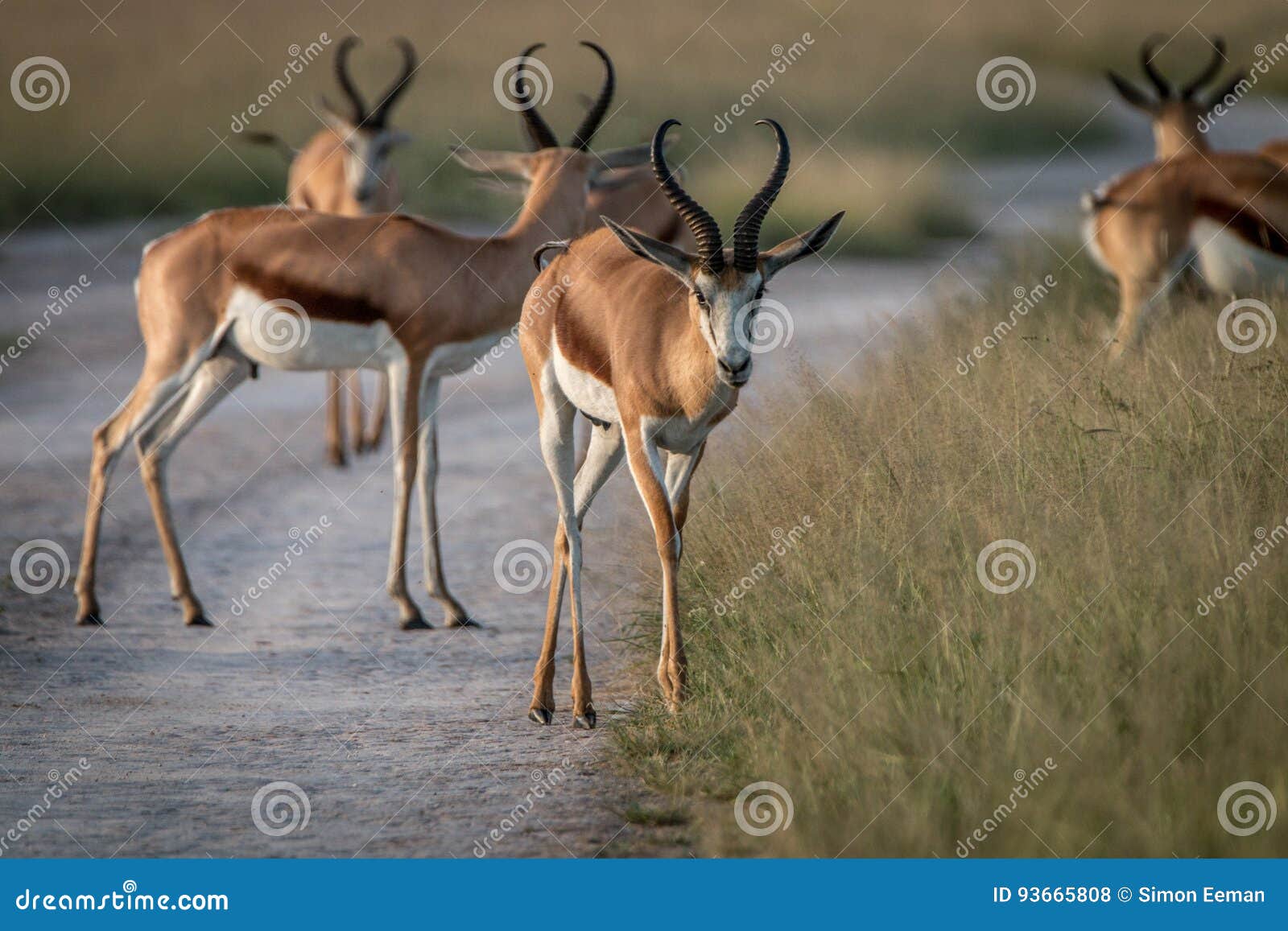 Springbok Standing on the Road. Stock Photo - Image of park, african ...