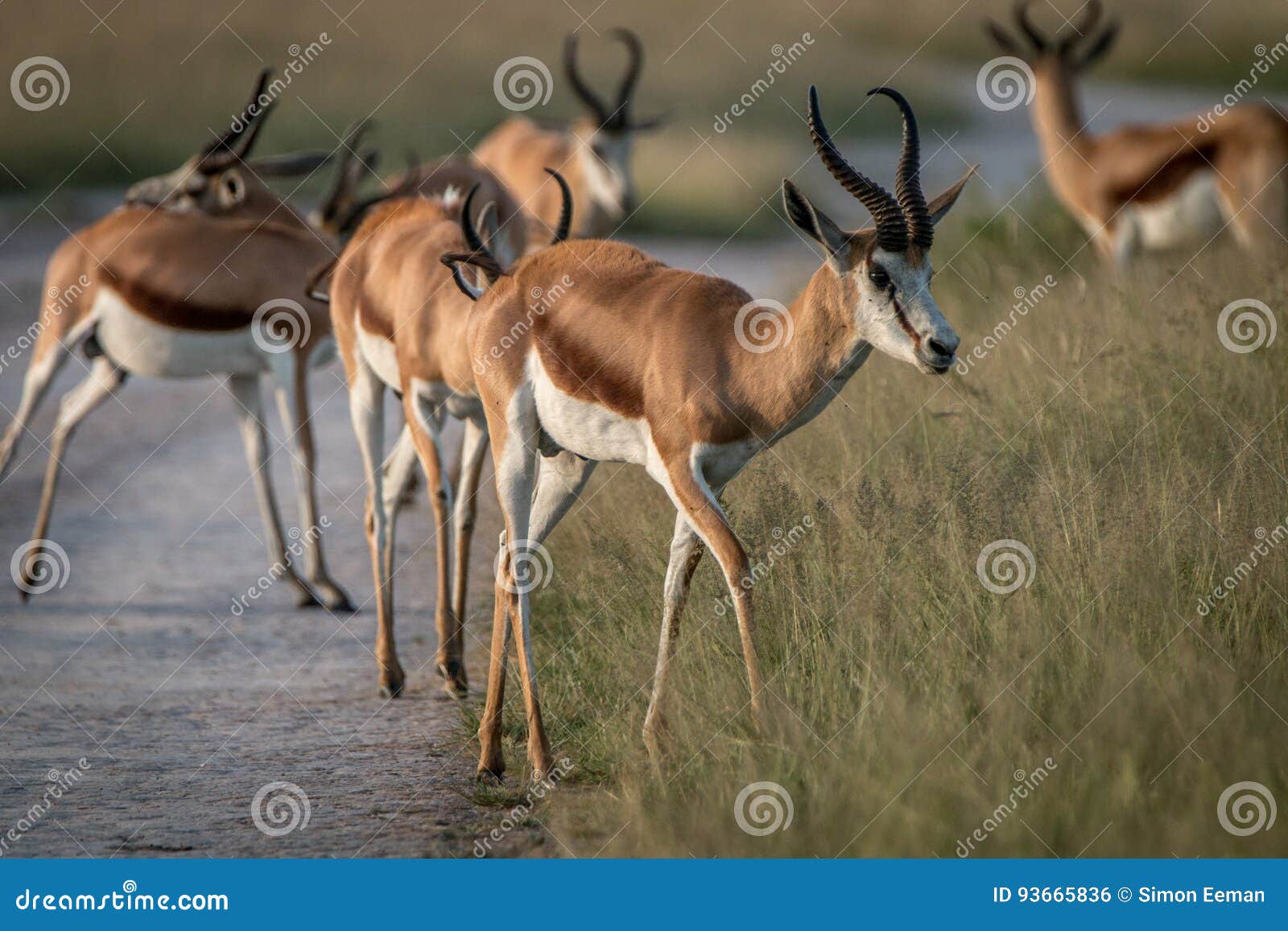 Springbok Standing on the Road. Stock Photo - Image of etosha, natural ...