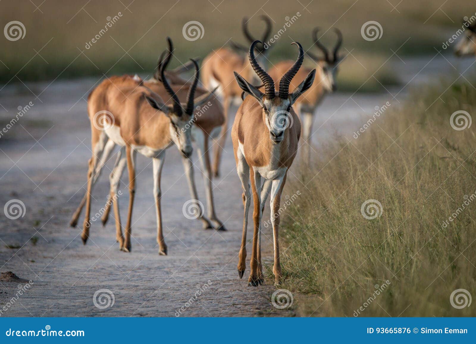 Springbok Standing on the Road. Stock Photo - Image of park, elegant ...