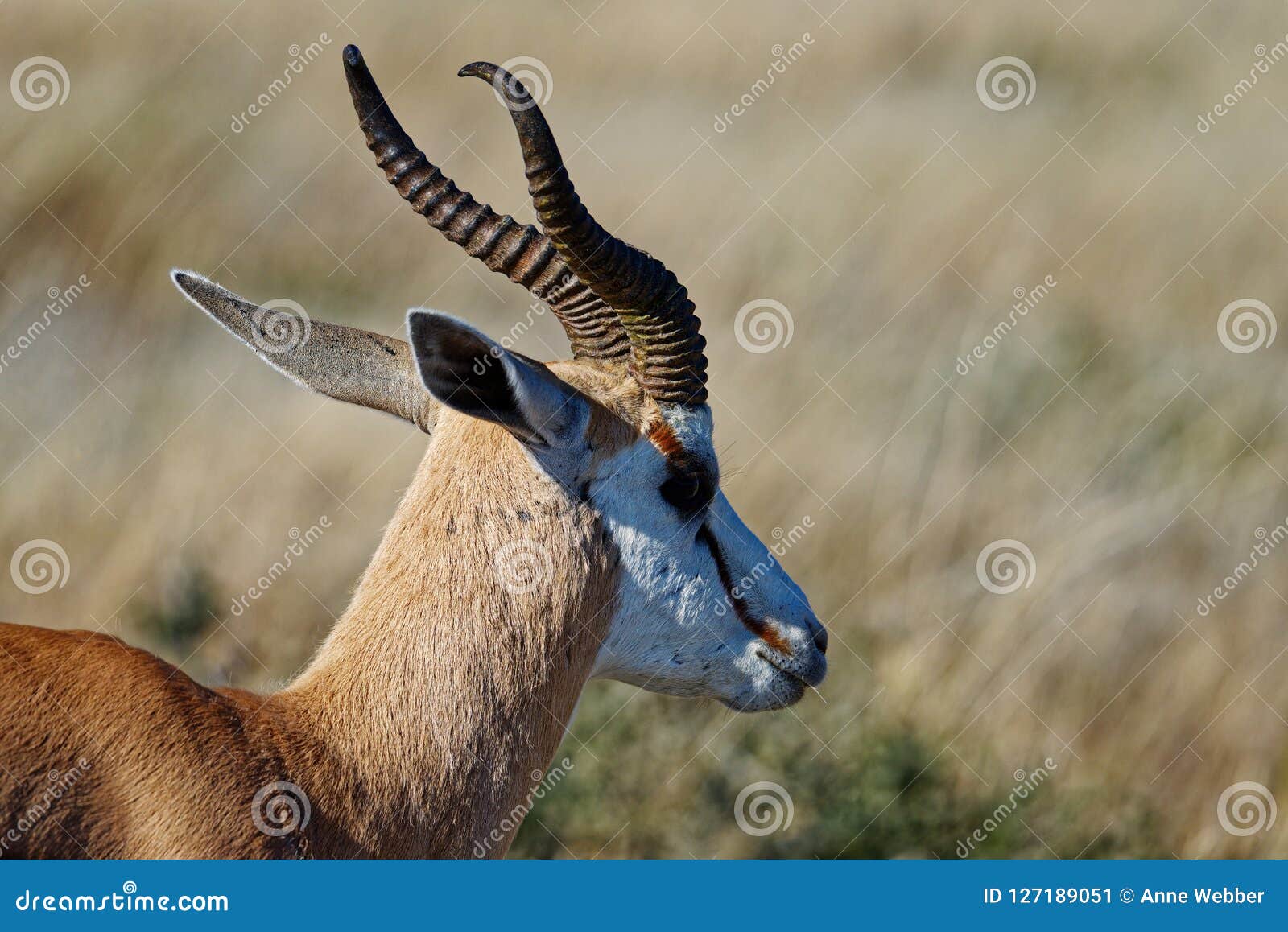 A Springbok Standing Side on with Ears Back Stock Image - Image of ...