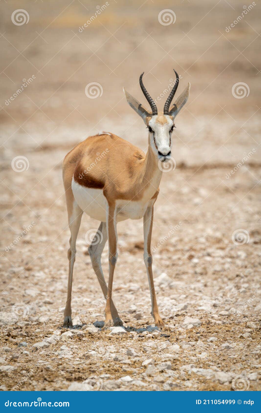 Springbok Stands Facing Camera on Rocky Pan Stock Image - Image of ...