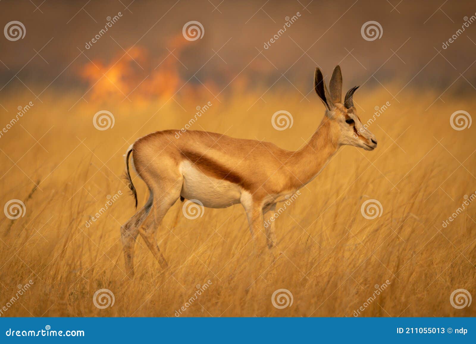 Springbok Stands in Grass with Flames Behind Stock Image - Image of ...