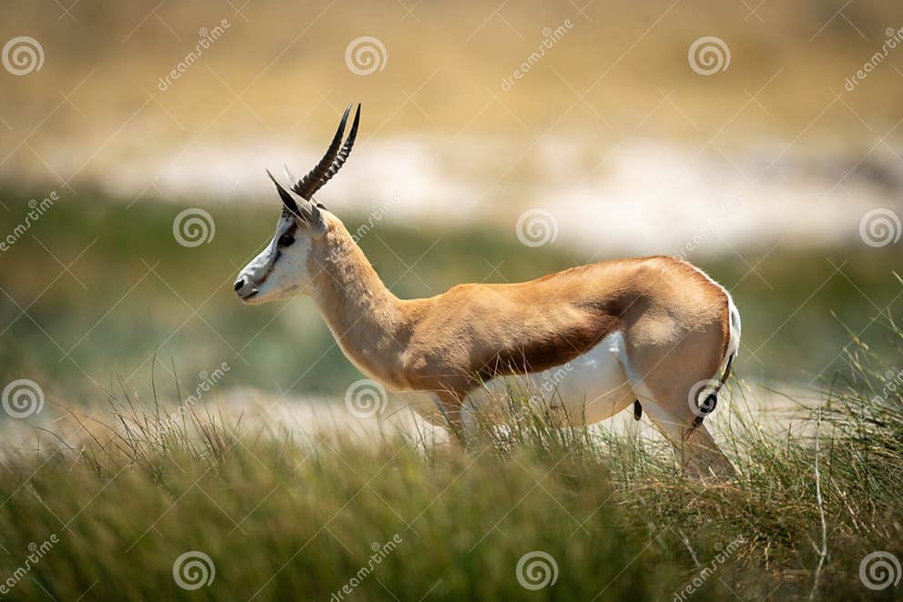 Springbok Stands in Long Grass in Profile Stock Photo - Image of mammal ...