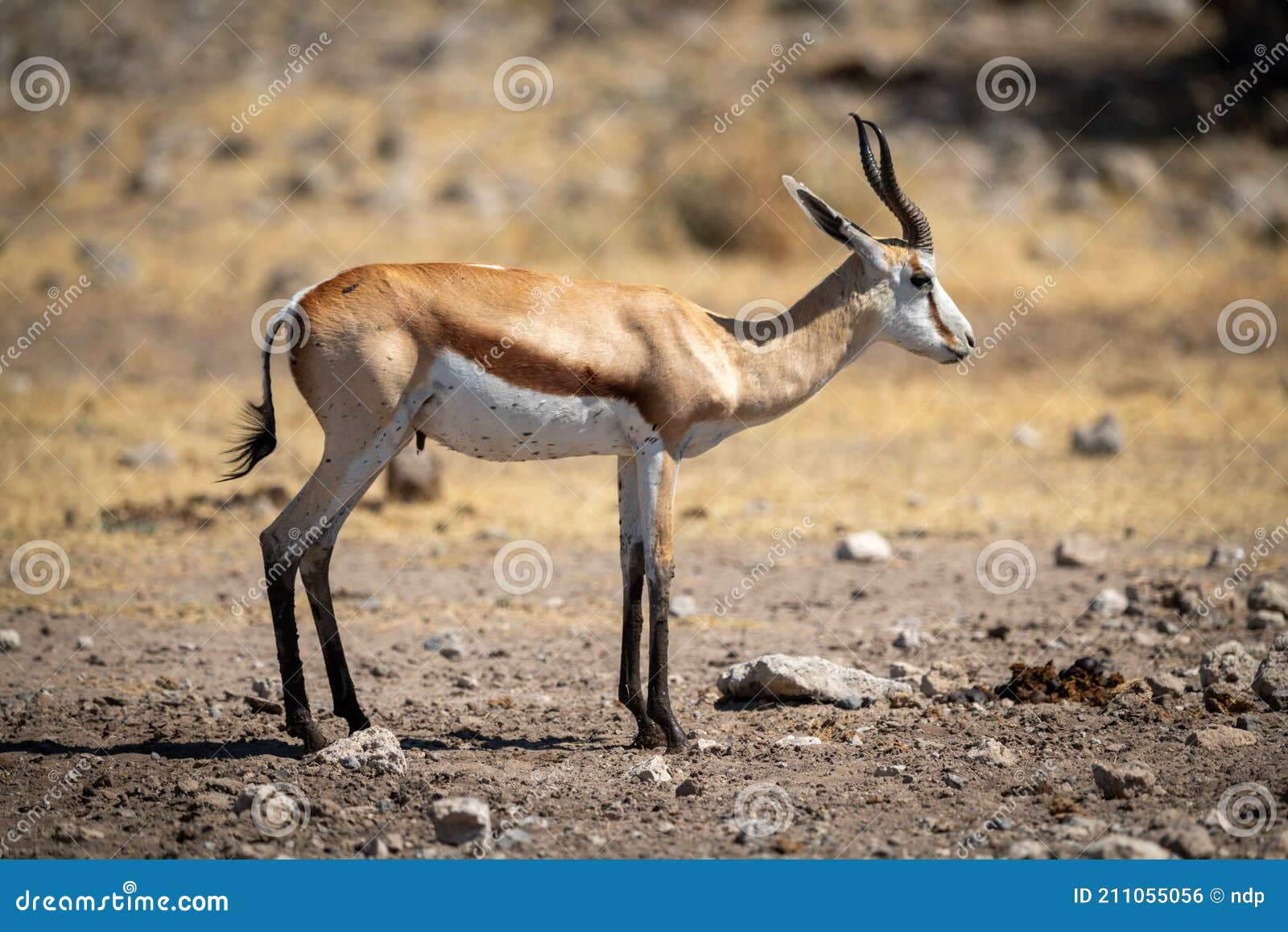 Springbok Stands in Profile on Stony Ground Stock Photo - Image of ...