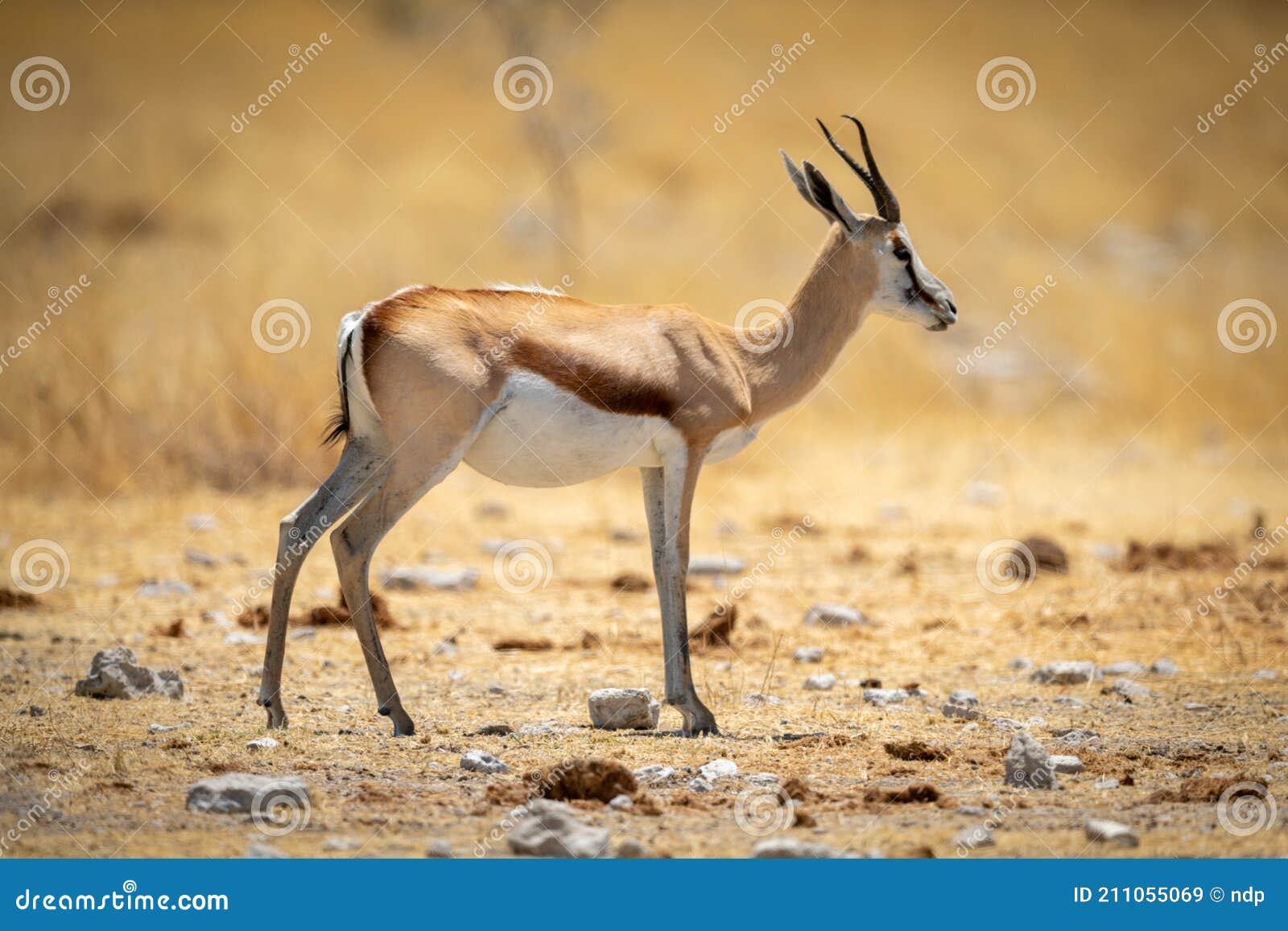 Springbok Stands in Short Grass in Profile Stock Image - Image of ...