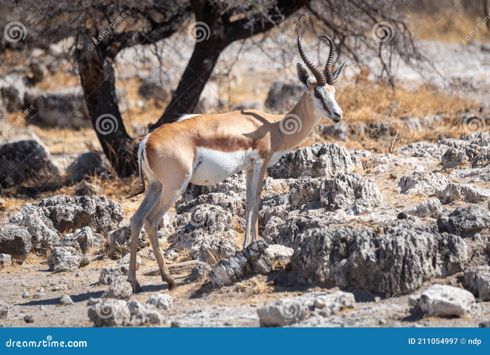 Springbok Stands by Tree on Rocky Slope Stock Image - Image of stony ...