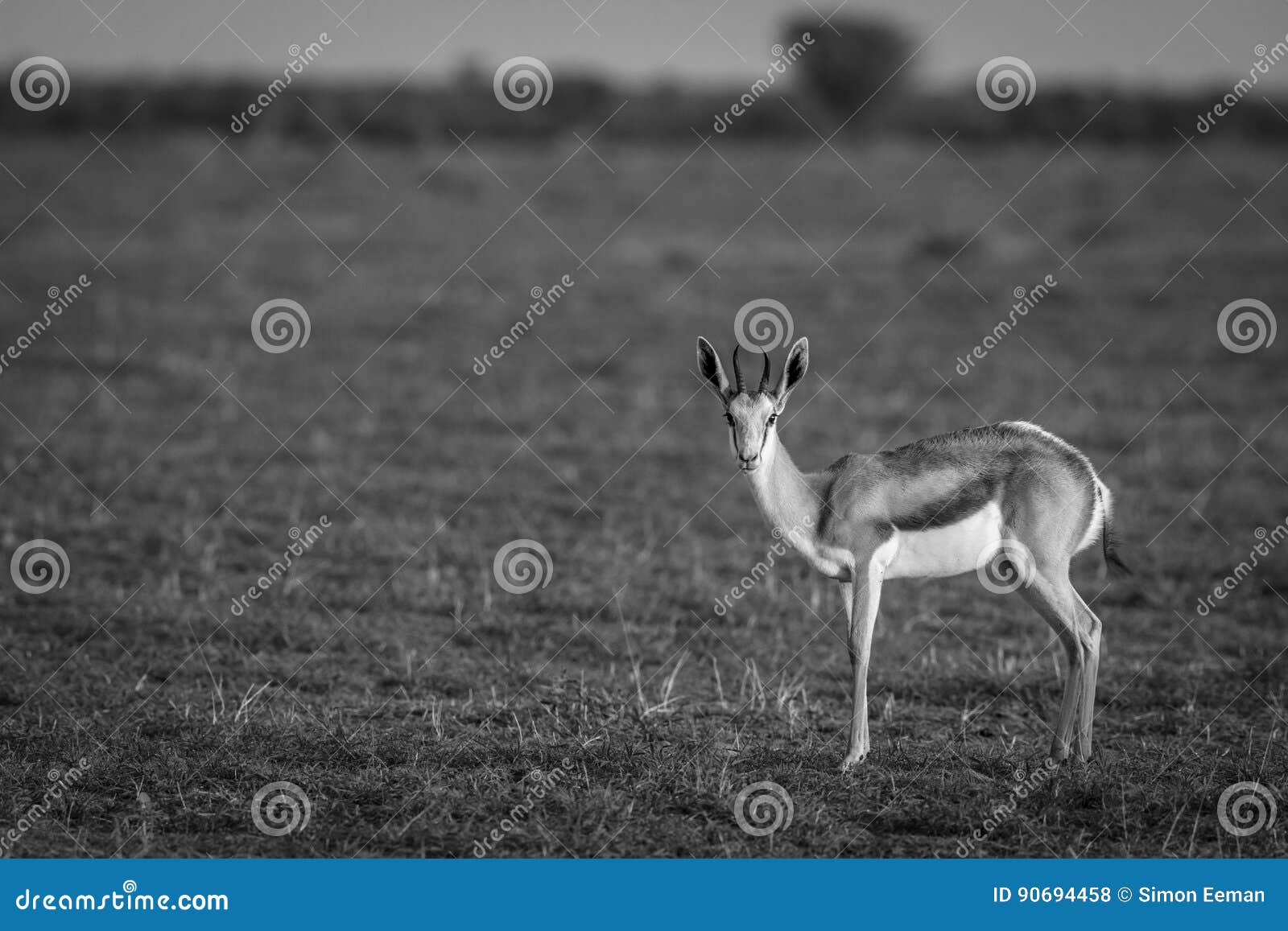 Springbok Starring at the Camera. Stock Photo - Image of african ...