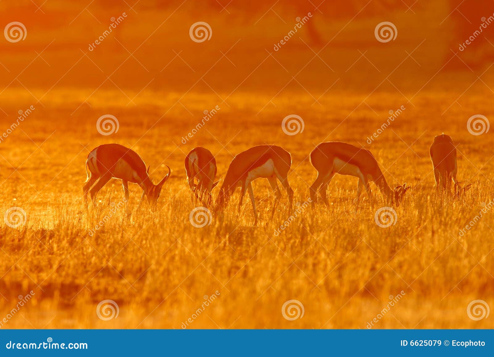 Springbok at sunrise stock image. Image of outdoor, kalahari - 6625079