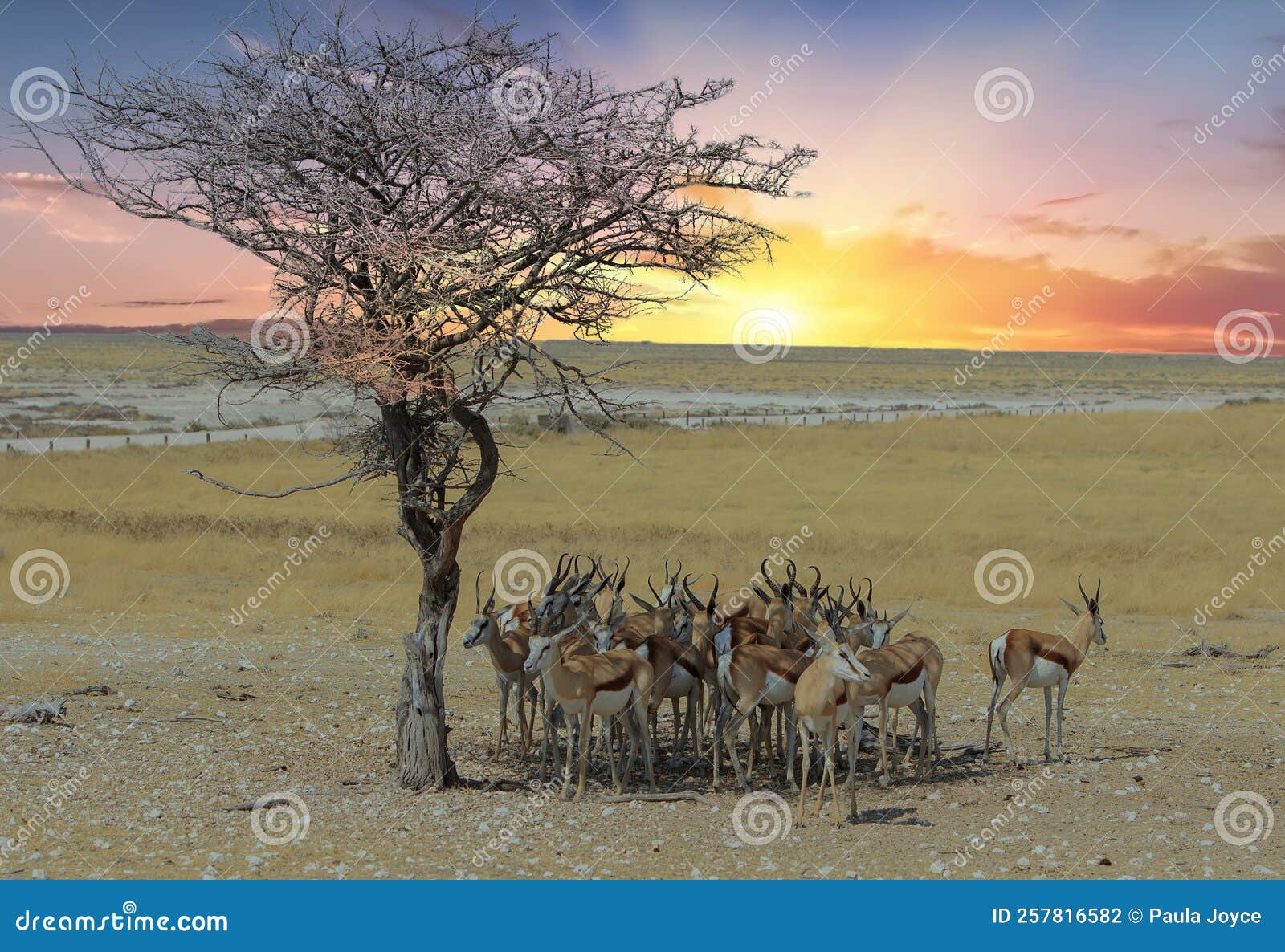 Springbok with a Sunset Background Standing Under a Tree Stock Photo ...