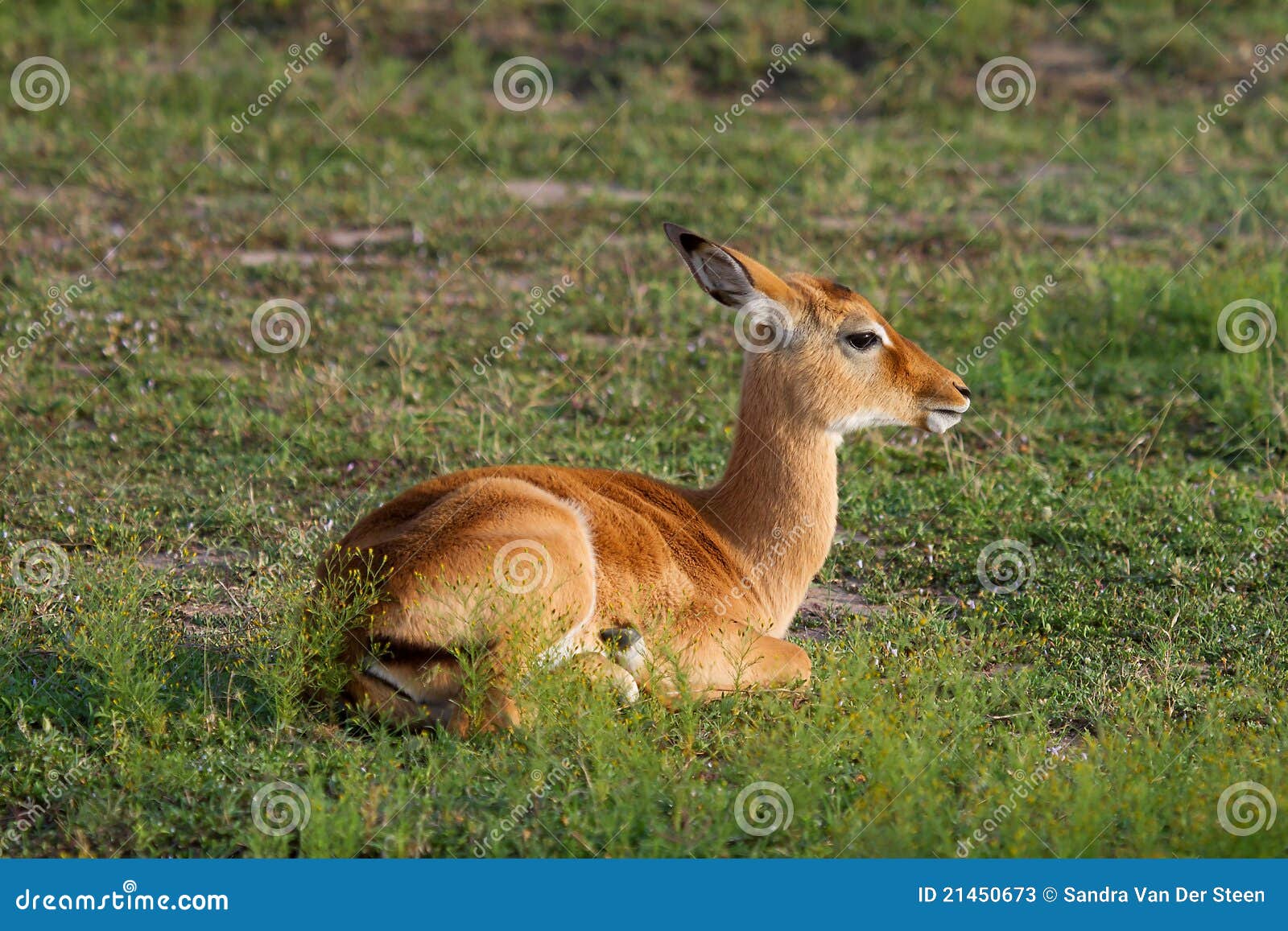 Springbok Thompson S Gazelle Resting Stock Image - Image of resting ...