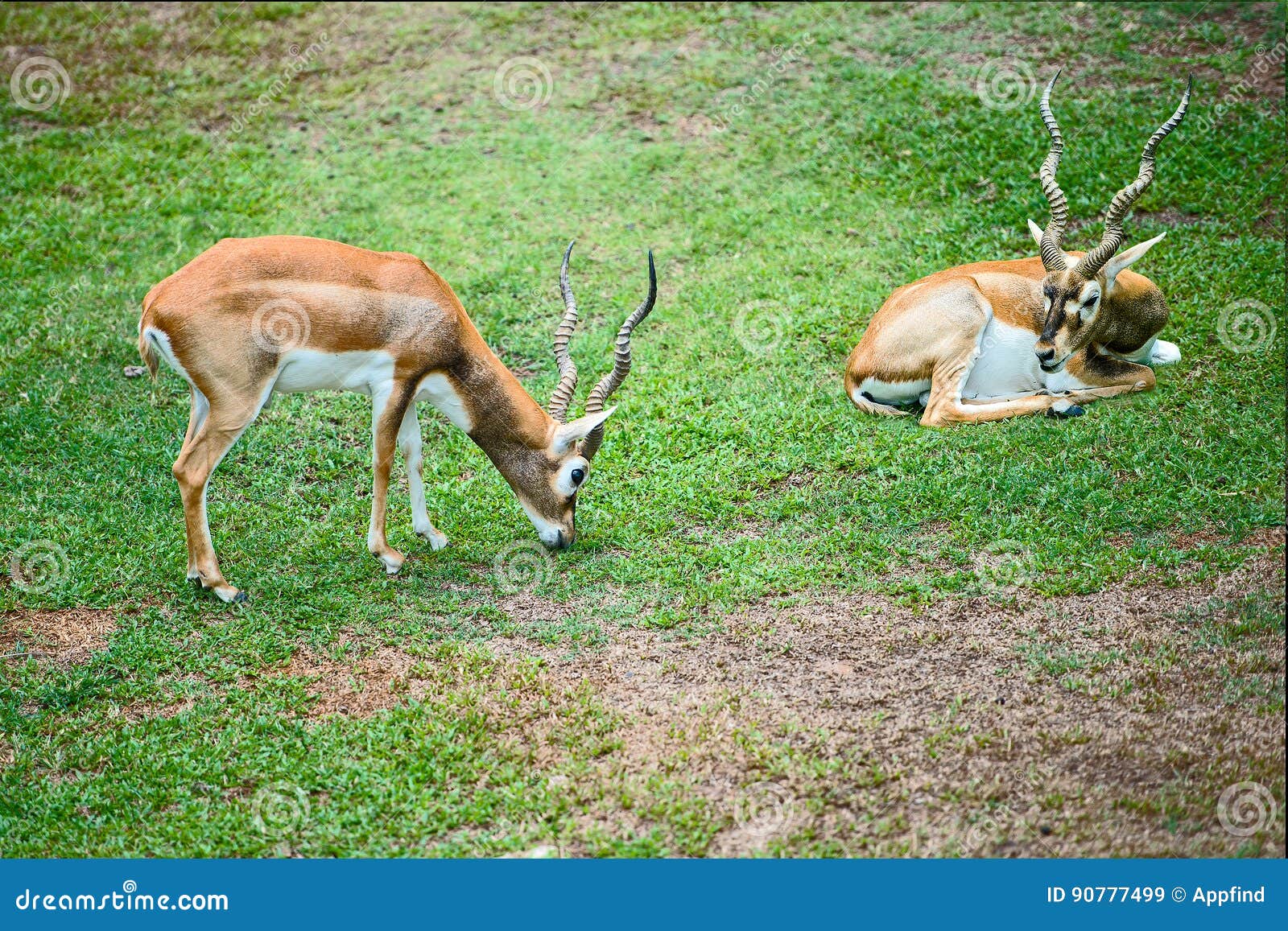 Springbok stock image. Image of kalahari, grass, horizontal - 90777499