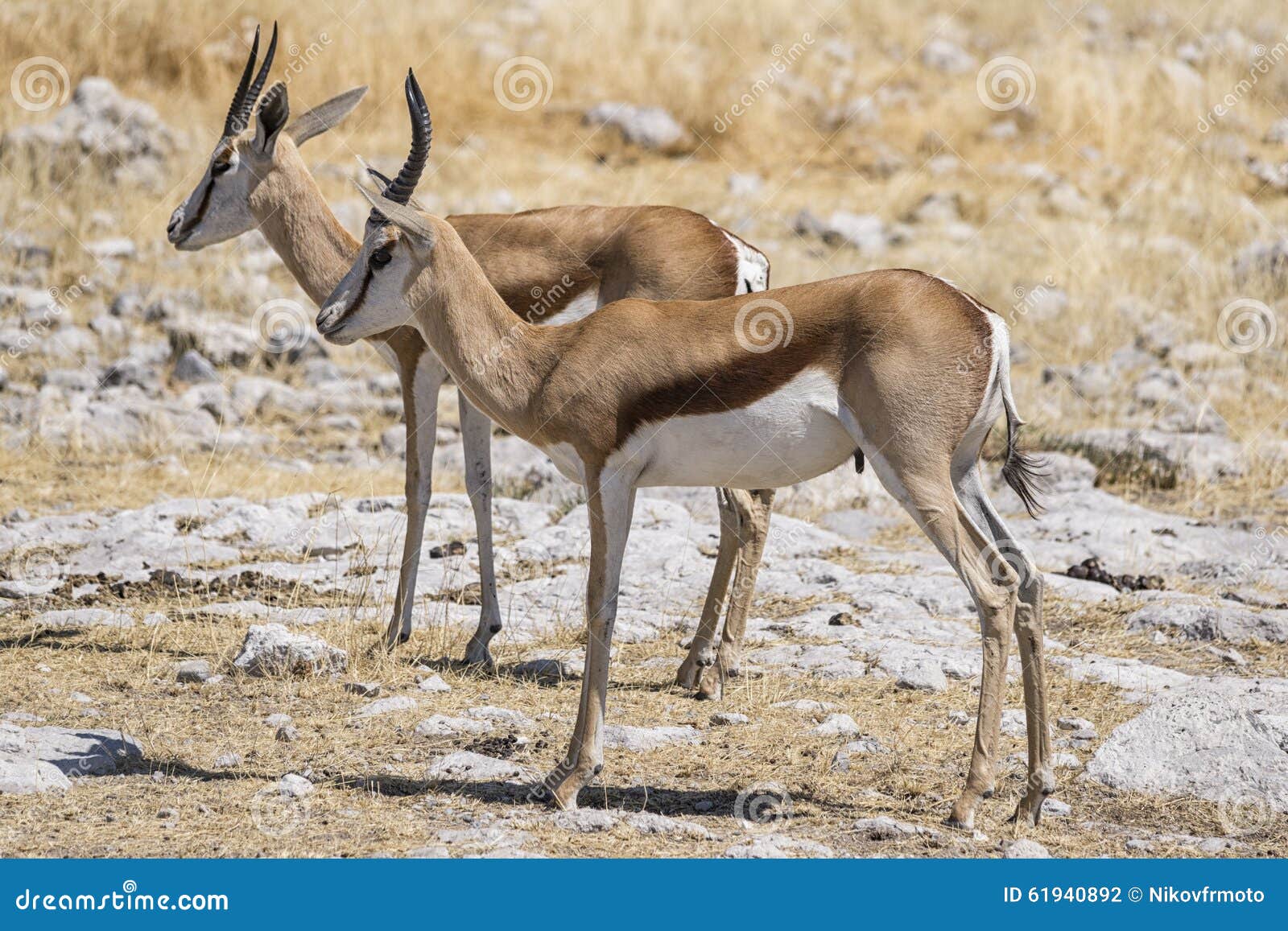 Springbok stock photo. Image of outdoor, blesbok, namibia - 61940892