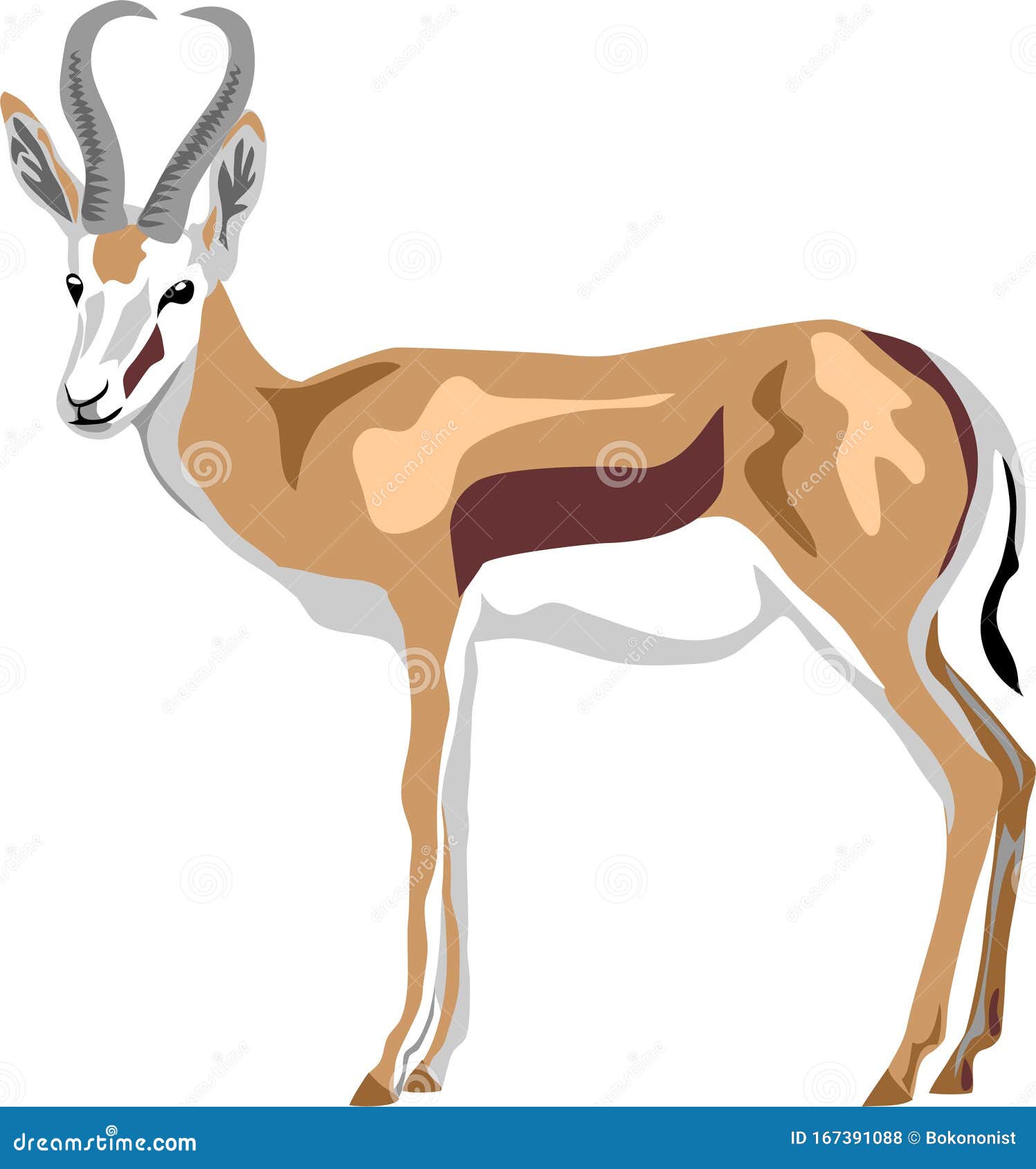 Springbok Vektorgrafik vektor abbildung. Illustration von vektor ...