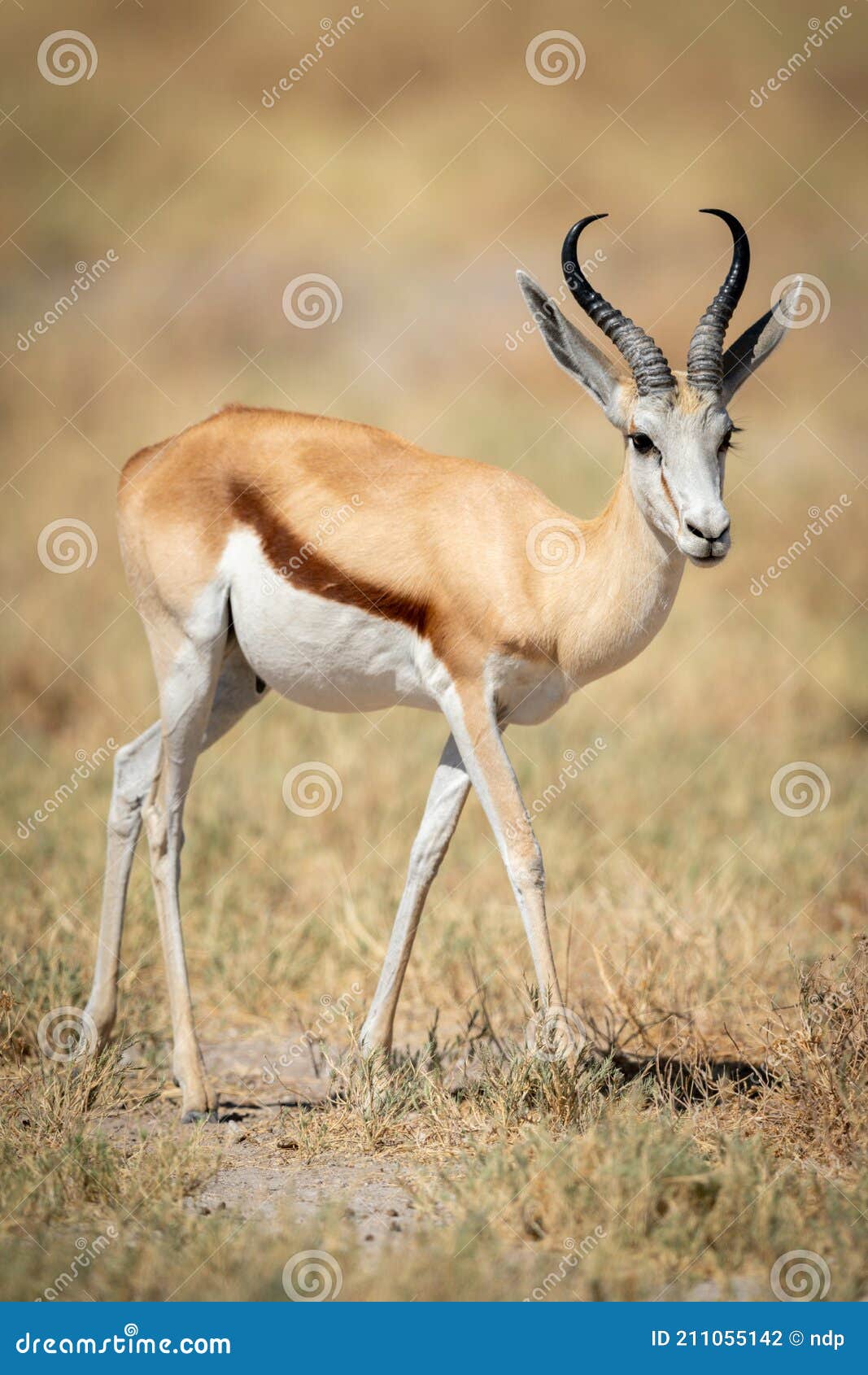 Springbok Walks Across Short Grass in Sun Stock Photo - Image of ...