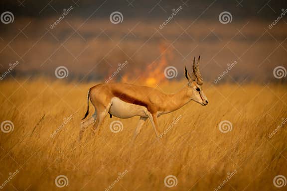 Springbok Walks in Grass with Fire Behind Stock Photo - Image of nature ...