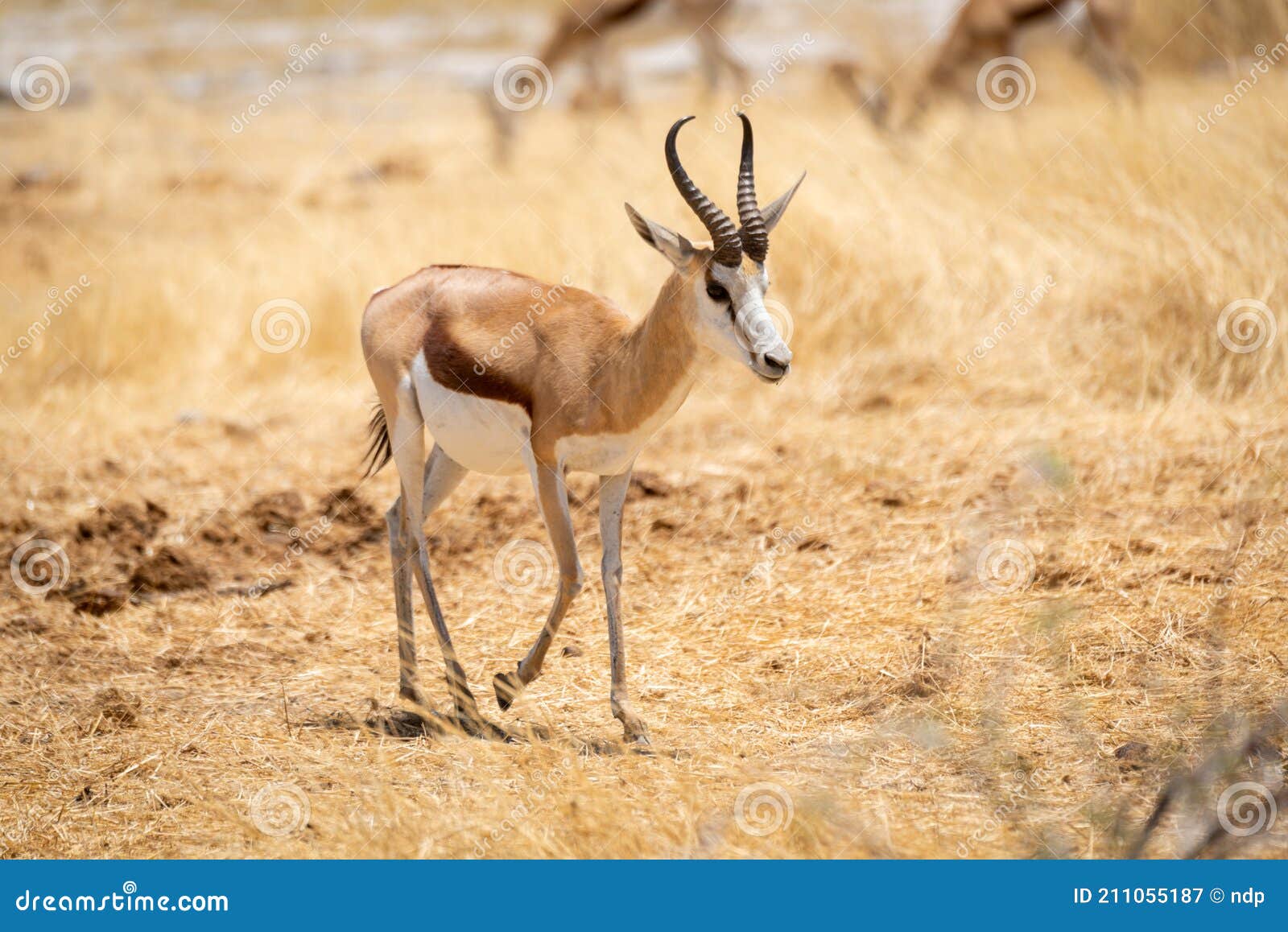 Springbok Walks through Grass with Others Behind Stock Image - Image of ...