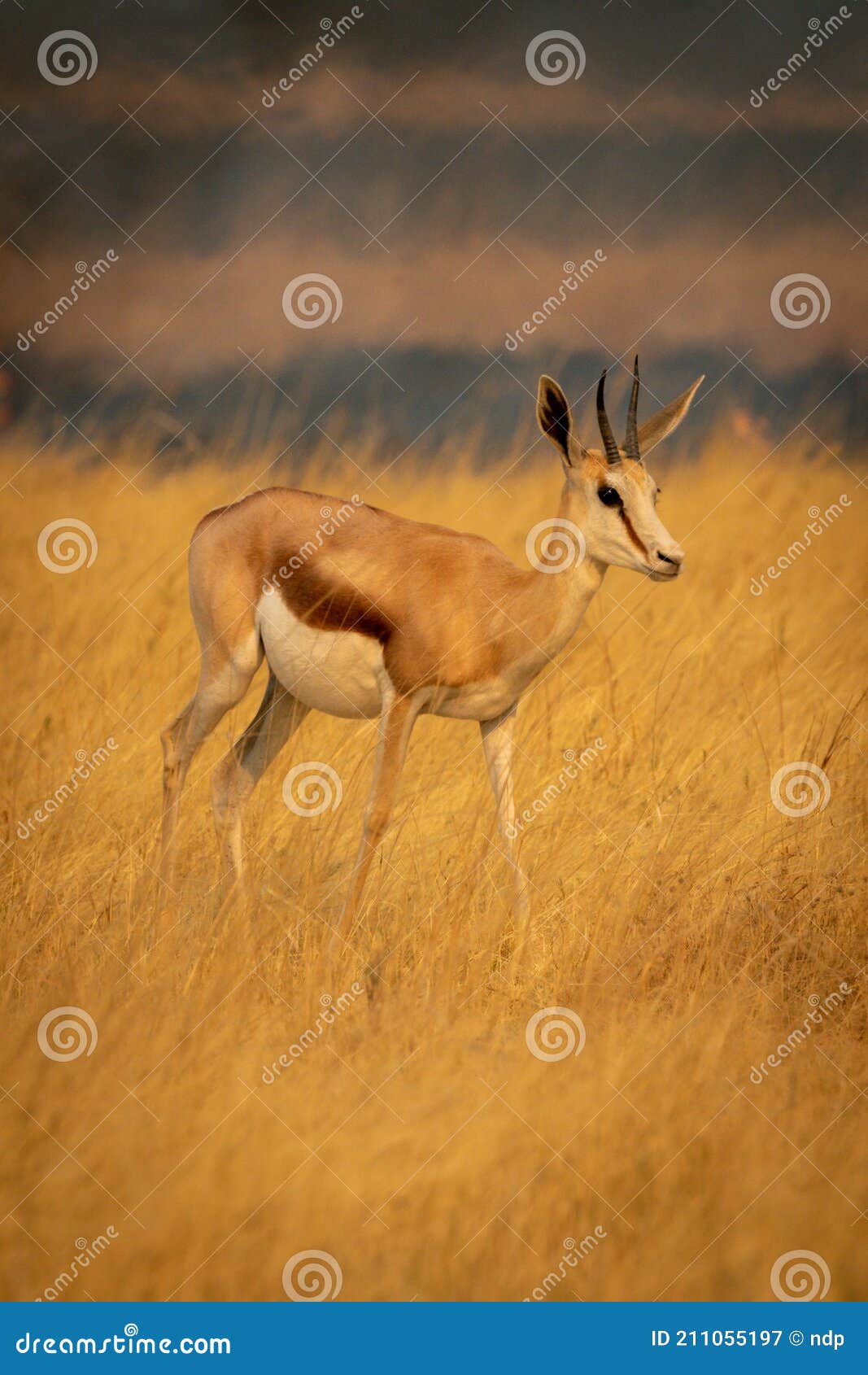 Springbok Walks through Grass with Plain Behind Stock Image - Image of ...