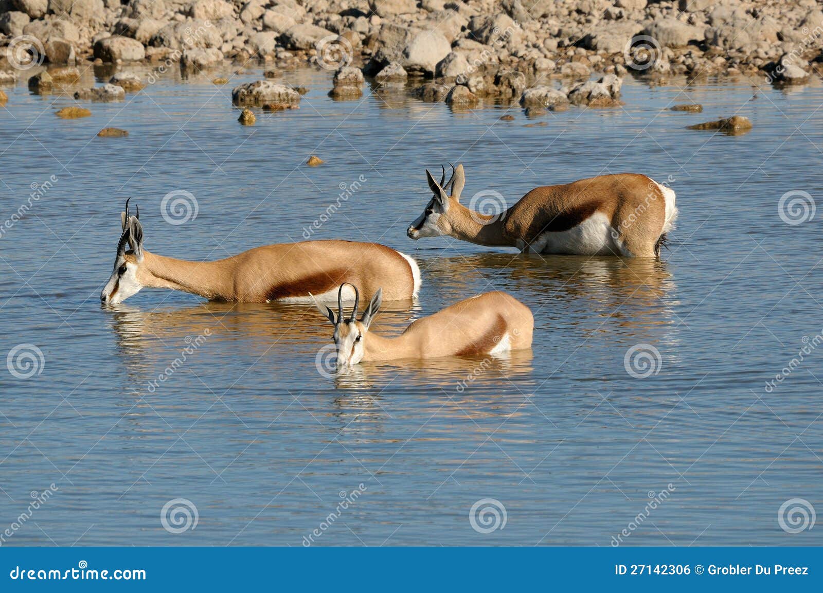 Springbok in the water stock photo. Image of mammal, etosha - 27142306