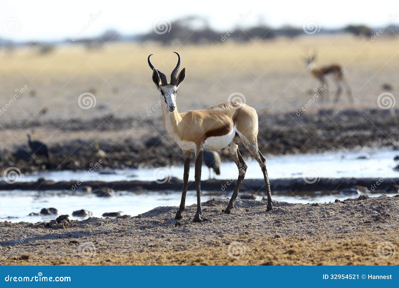 Springbok at waterhole stock image. Image of horns, kalahari - 32954521