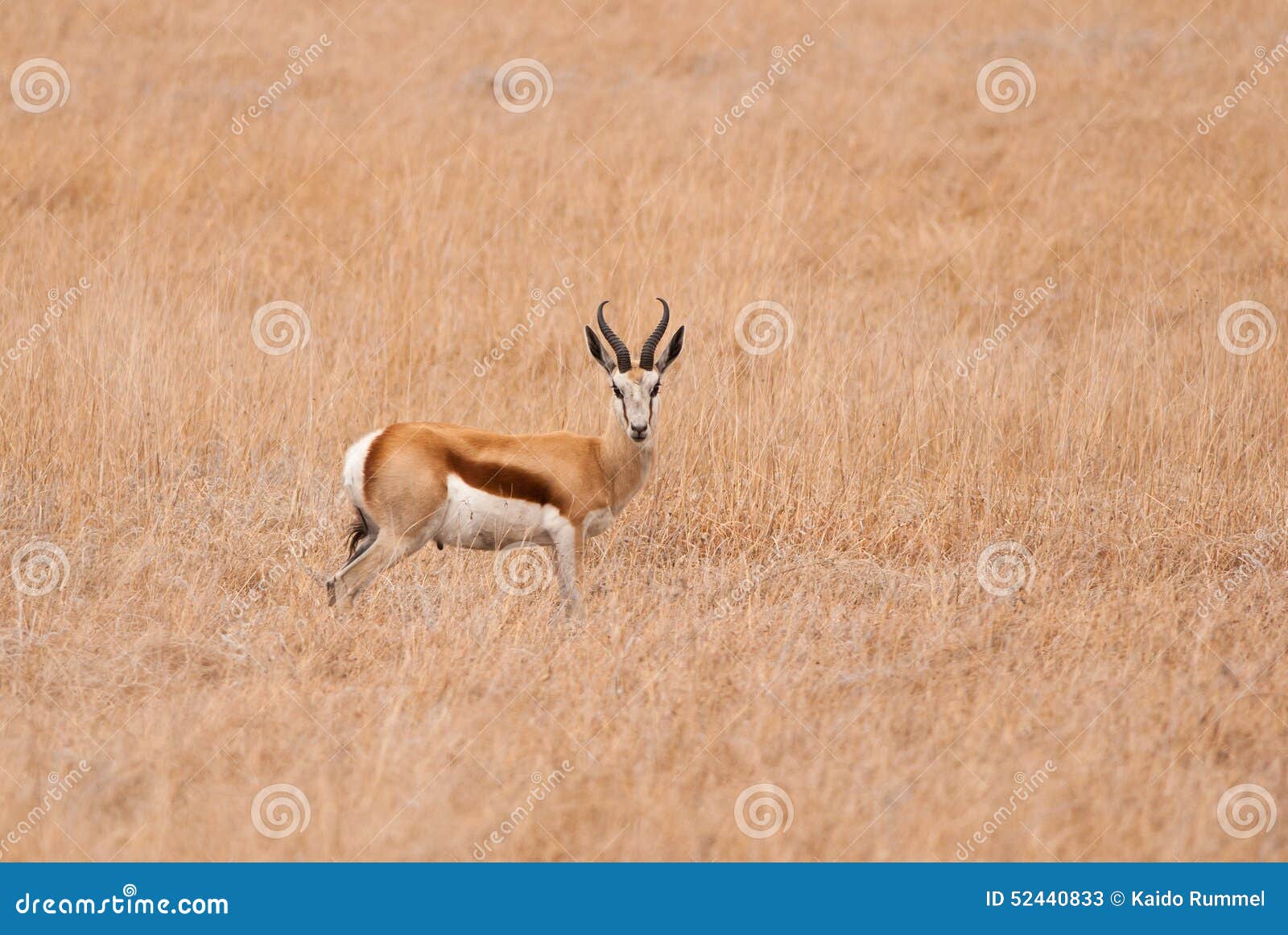 Springbok stock image. Image of antelope, mammal, africa - 52440833