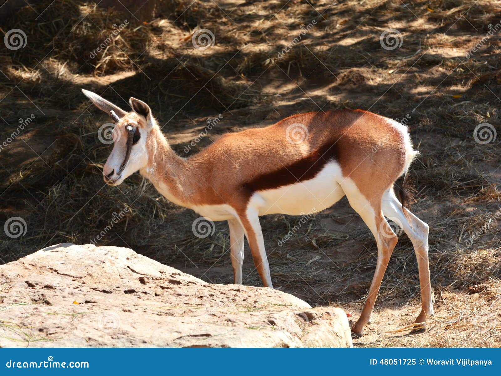 Springbok stock image. Image of deer, gazelle, beauty - 48051725
