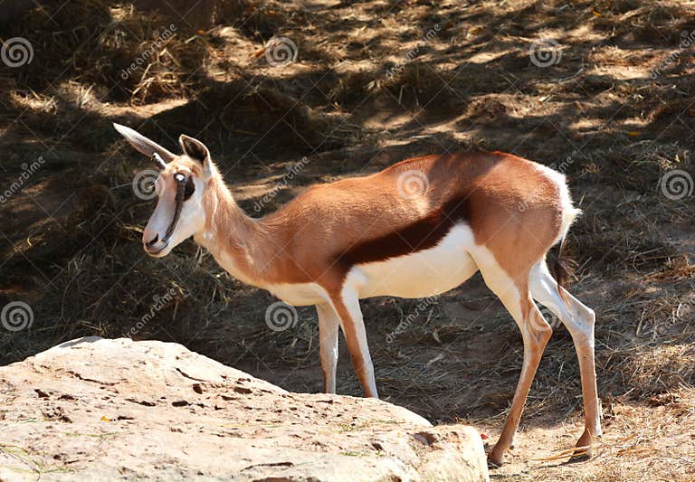 Springbok stock image. Image of deer, gazelle, beauty - 48051725