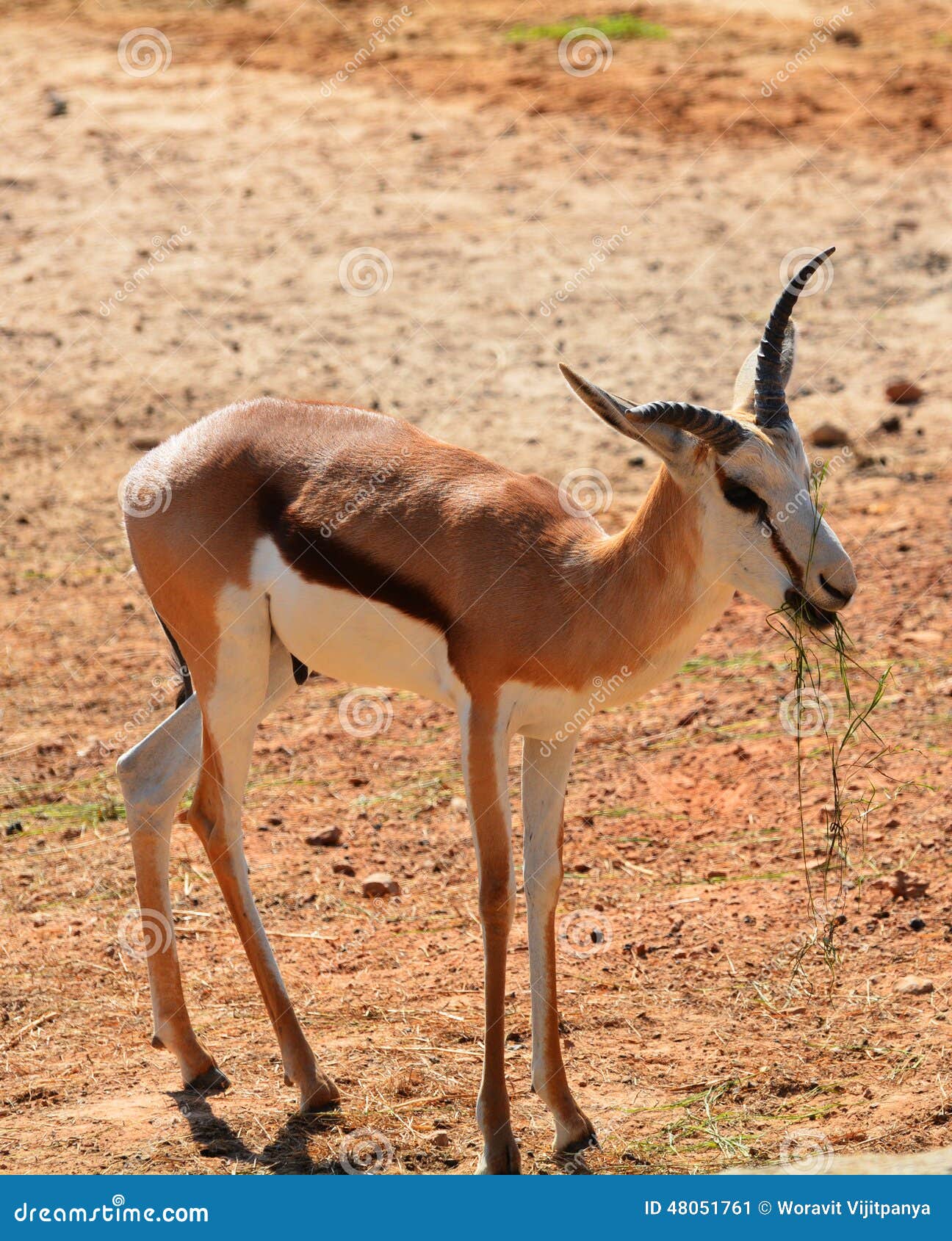 Springbok stock image. Image of south, watchful, nature - 48051761