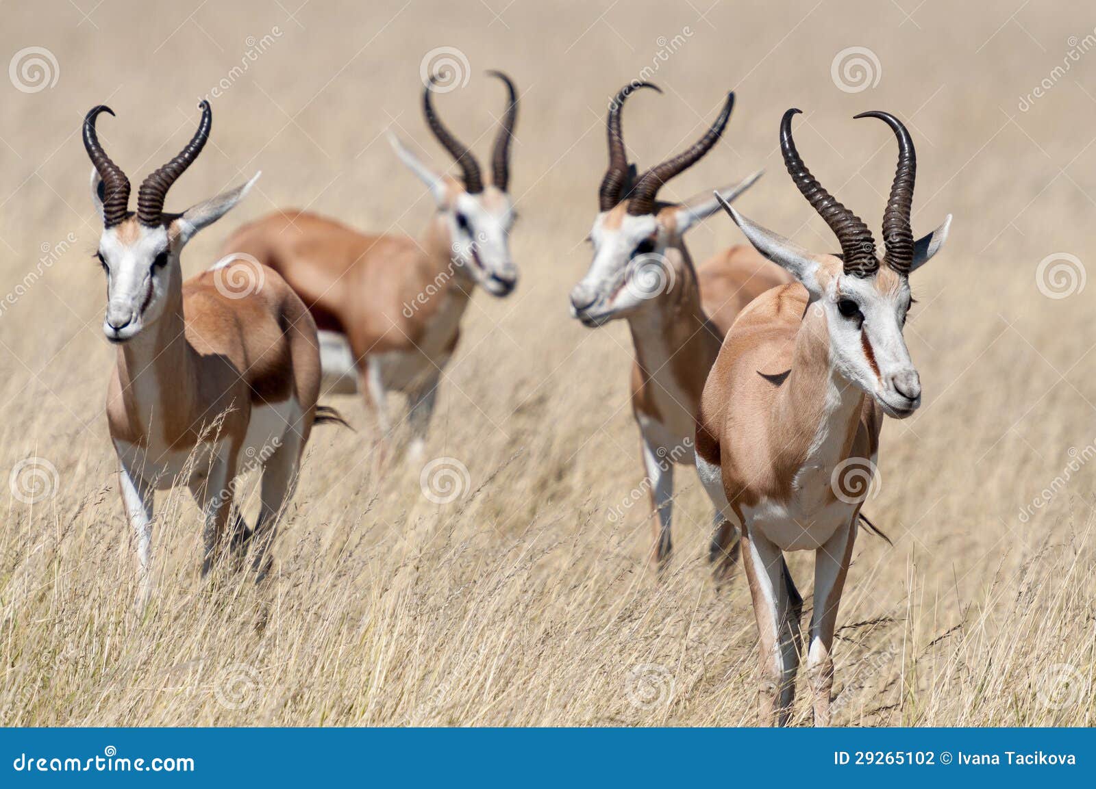 Springbokken stock foto. Image of herbivoor, uitziend - 29265102
