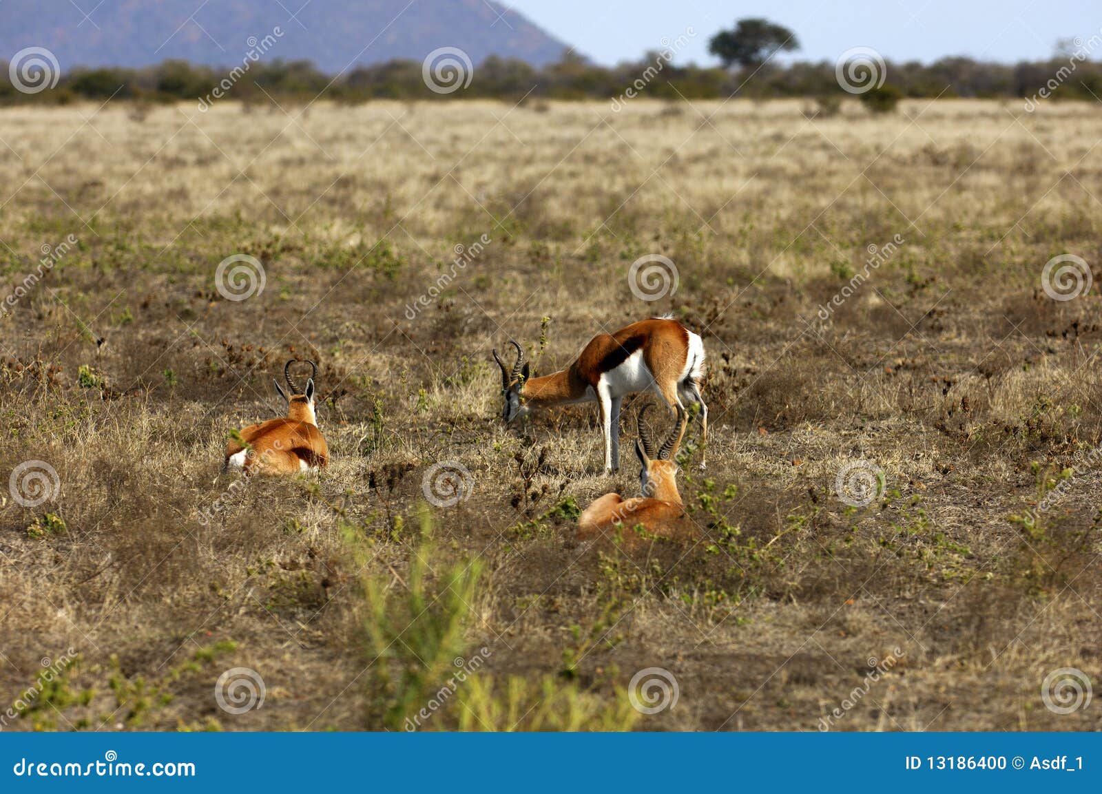 Springboks stock photo. Image of bovid, fauna, artiodactyla - 13186400