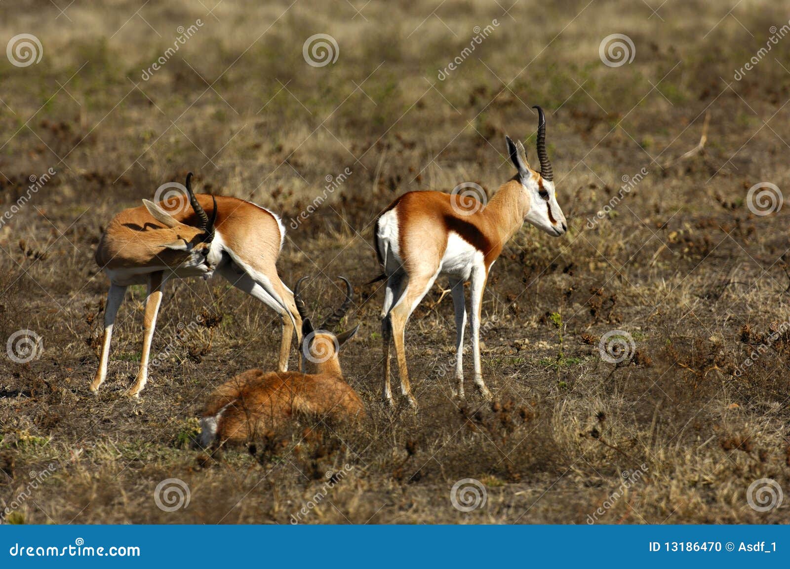 Springboks stock photo. Image of parks, mammalian, game - 13186470