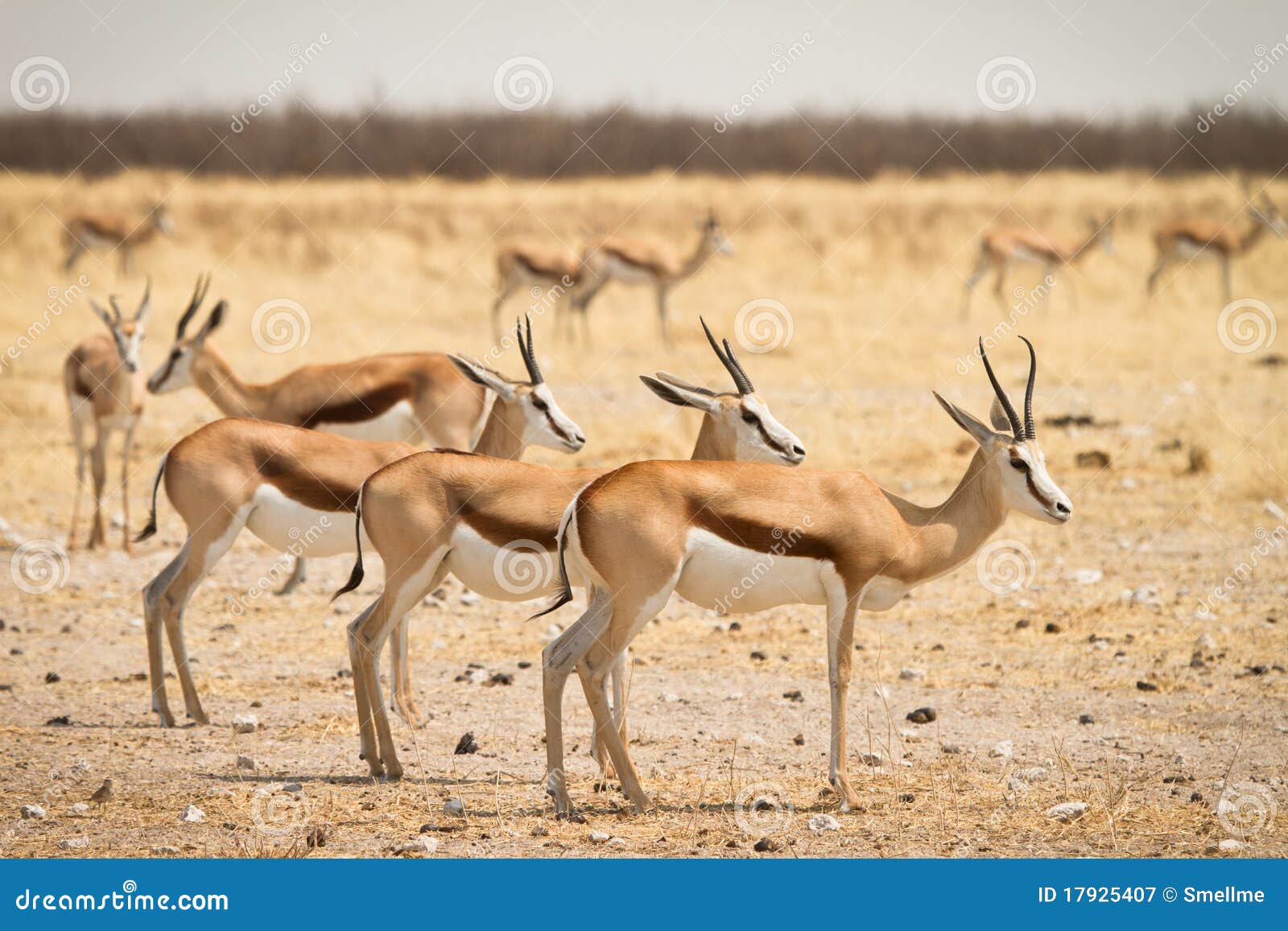 Springboks stock image. Image of kalahari, animal, safari - 17925407
