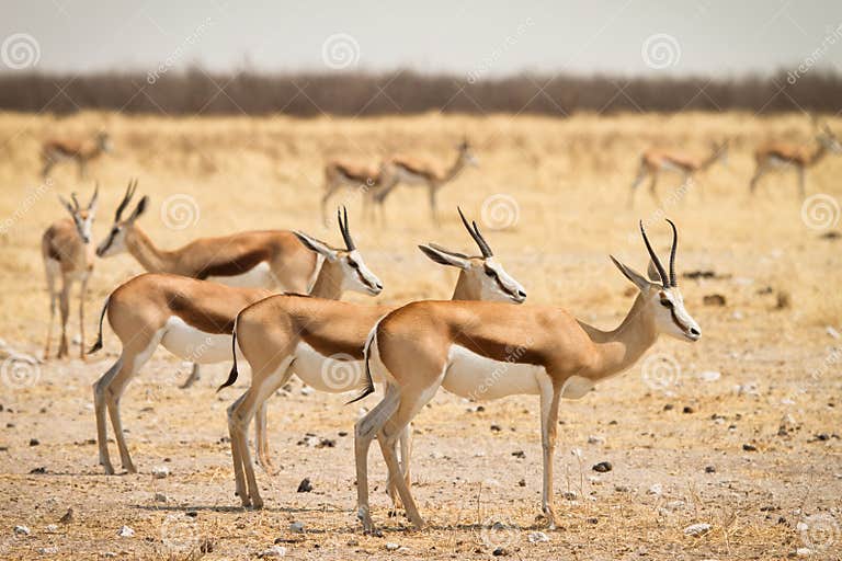 Springboks stock image. Image of kalahari, animal, safari - 17925407