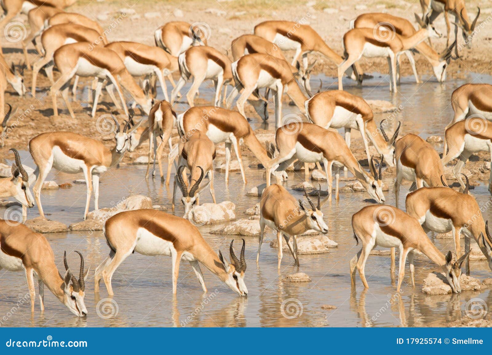 Springboks stock photo. Image of natural, ecology, closeup - 17925574