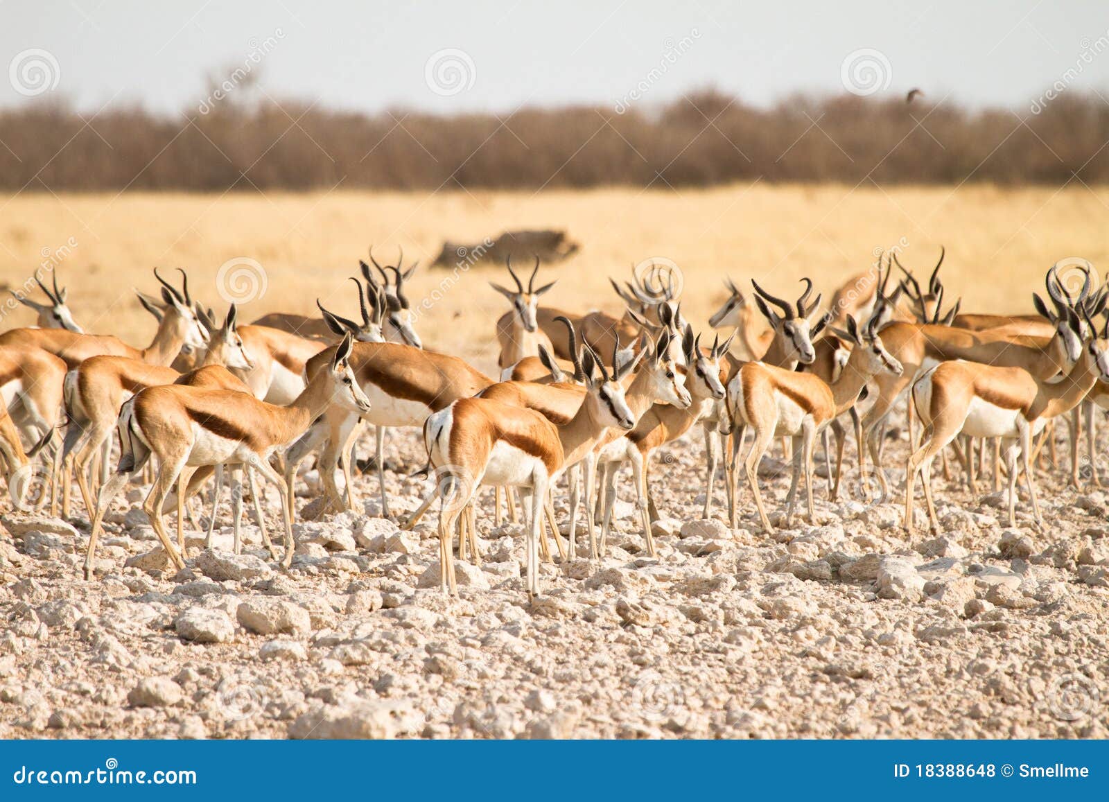 Springboks stock photo. Image of african, natural, horizontal - 18388648