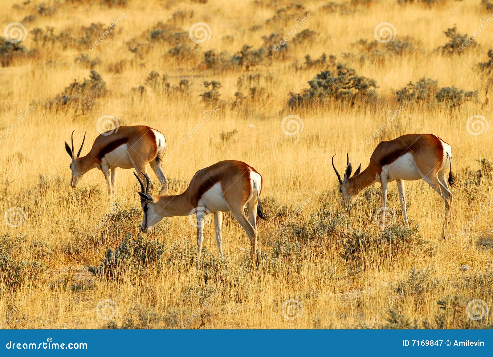 Springboks 2 stock image. Image of symbol, eating, wildlife - 7169847