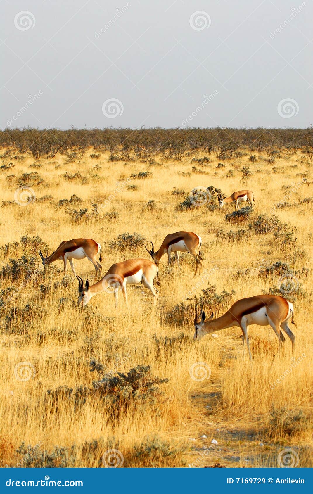 Springboks stock image. Image of dark, vast, bunch, pack - 7169729