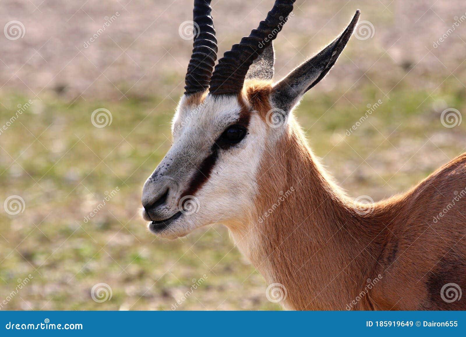 Close-up Of Springbok Standing Munching On Thornbush Royalty-Free Stock ...