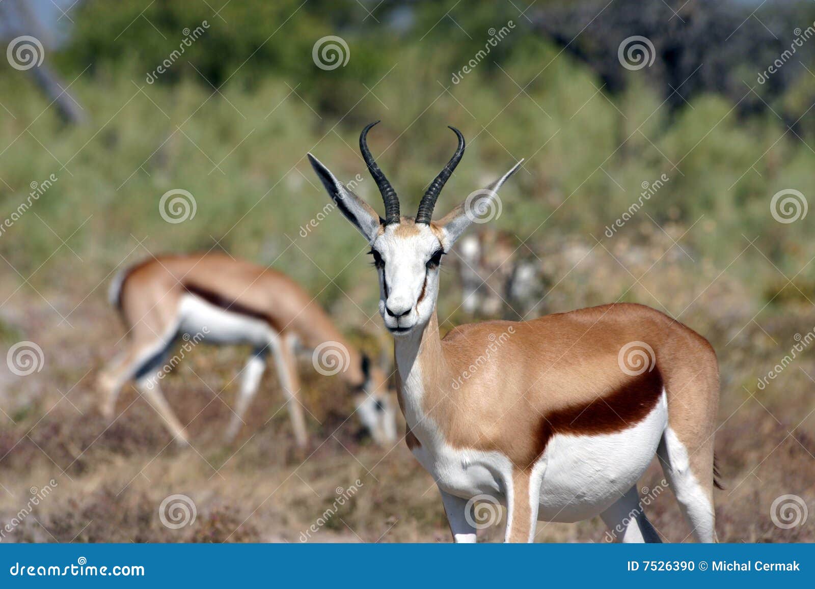 Springboks Stock Photo | CartoonDealer.com #21474348