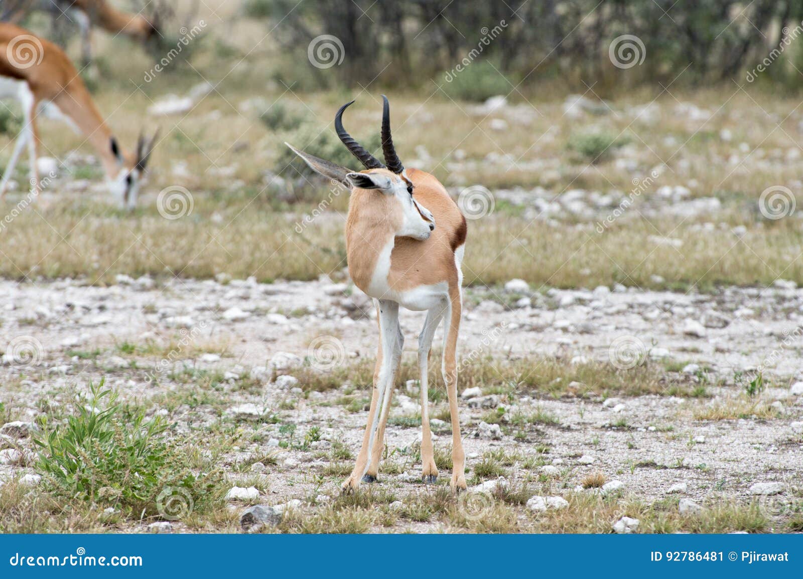 Springboks stock image. Image of africa, drive, springbok - 92786481