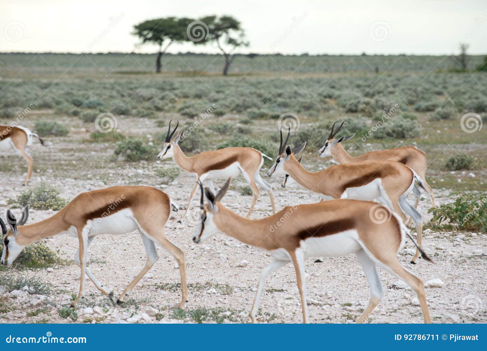 Springboks stock image. Image of wildlife, namibia, savannah - 92786711