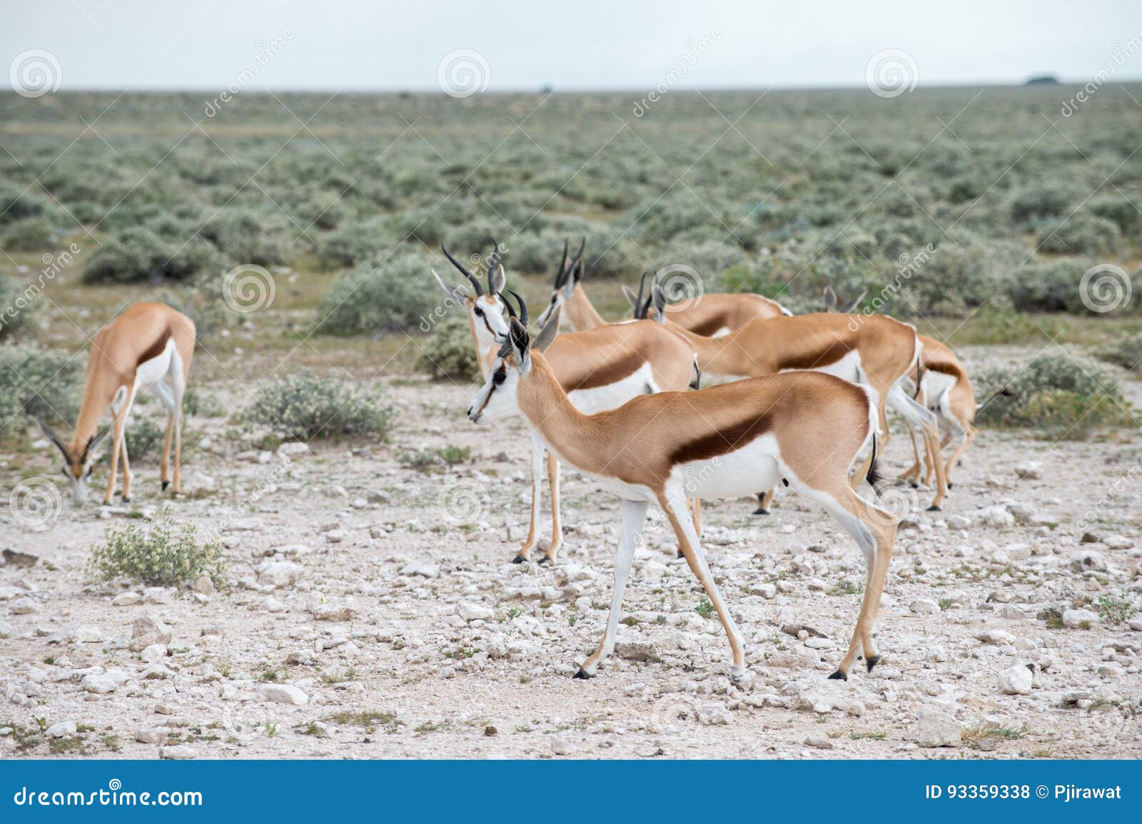 Springboks stock photo. Image of drive, tourism, springbok - 93359338