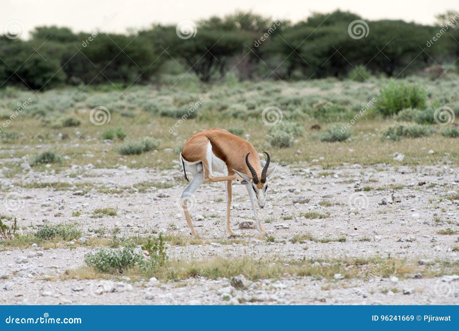 Springboks stock image. Image of springbok, park, savannah - 96241669