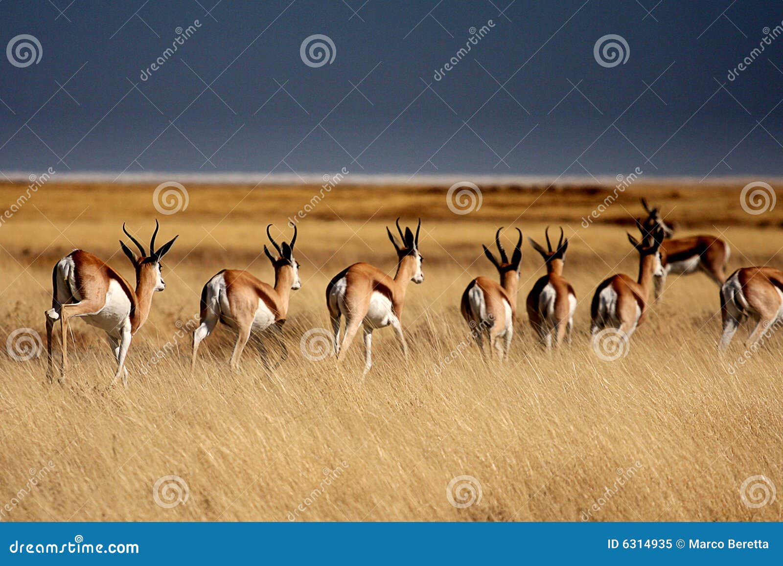 Springboks in Etosha Park stock image. Image of kruger - 6314935