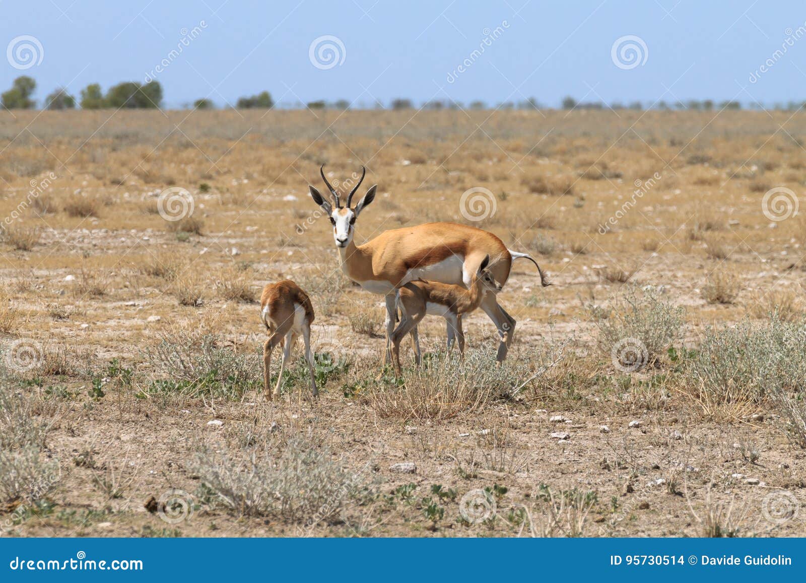 Springboks family stock photo. Image of park, solitaire - 95730514