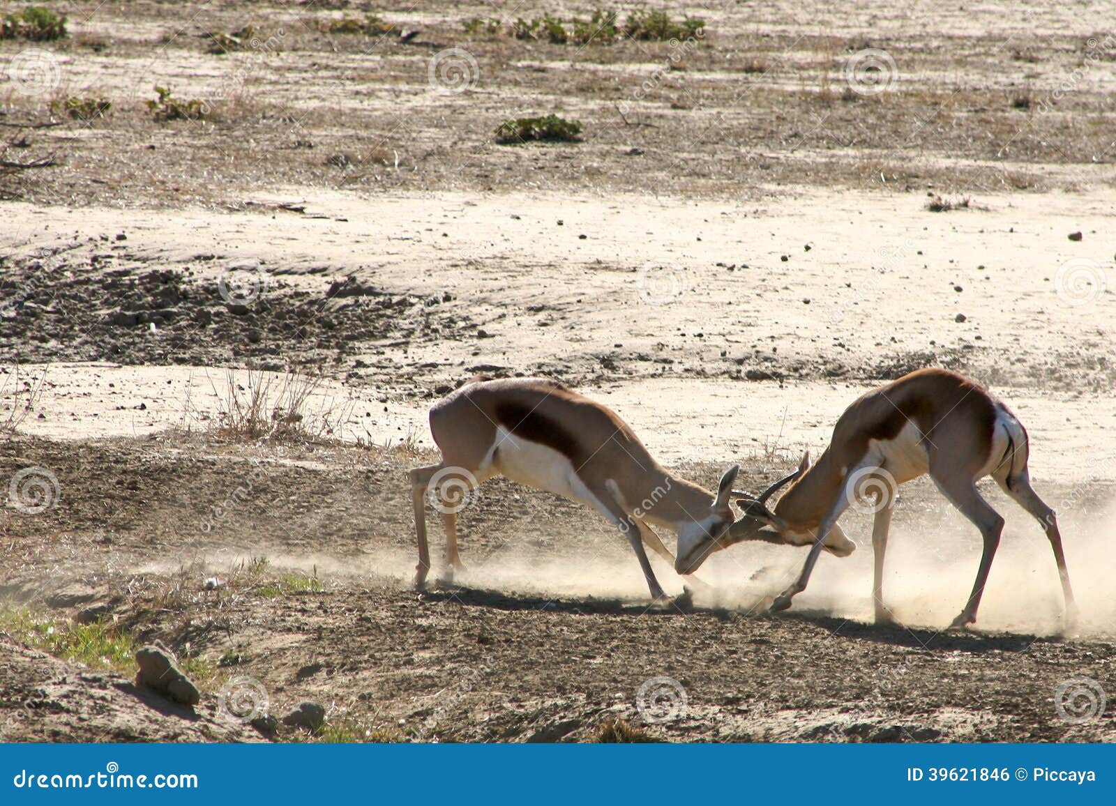 Springboks fighting stock photo. Image of fauna, natural - 39621846