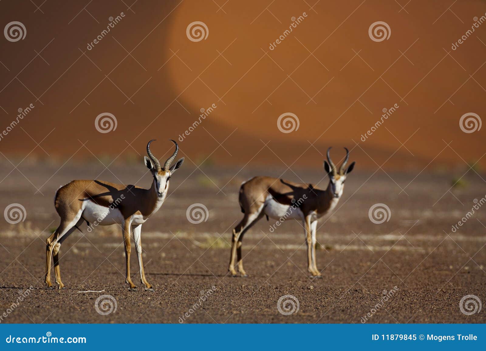 Springboks in Front of Red Desert Dunes Stock Image - Image of alert ...