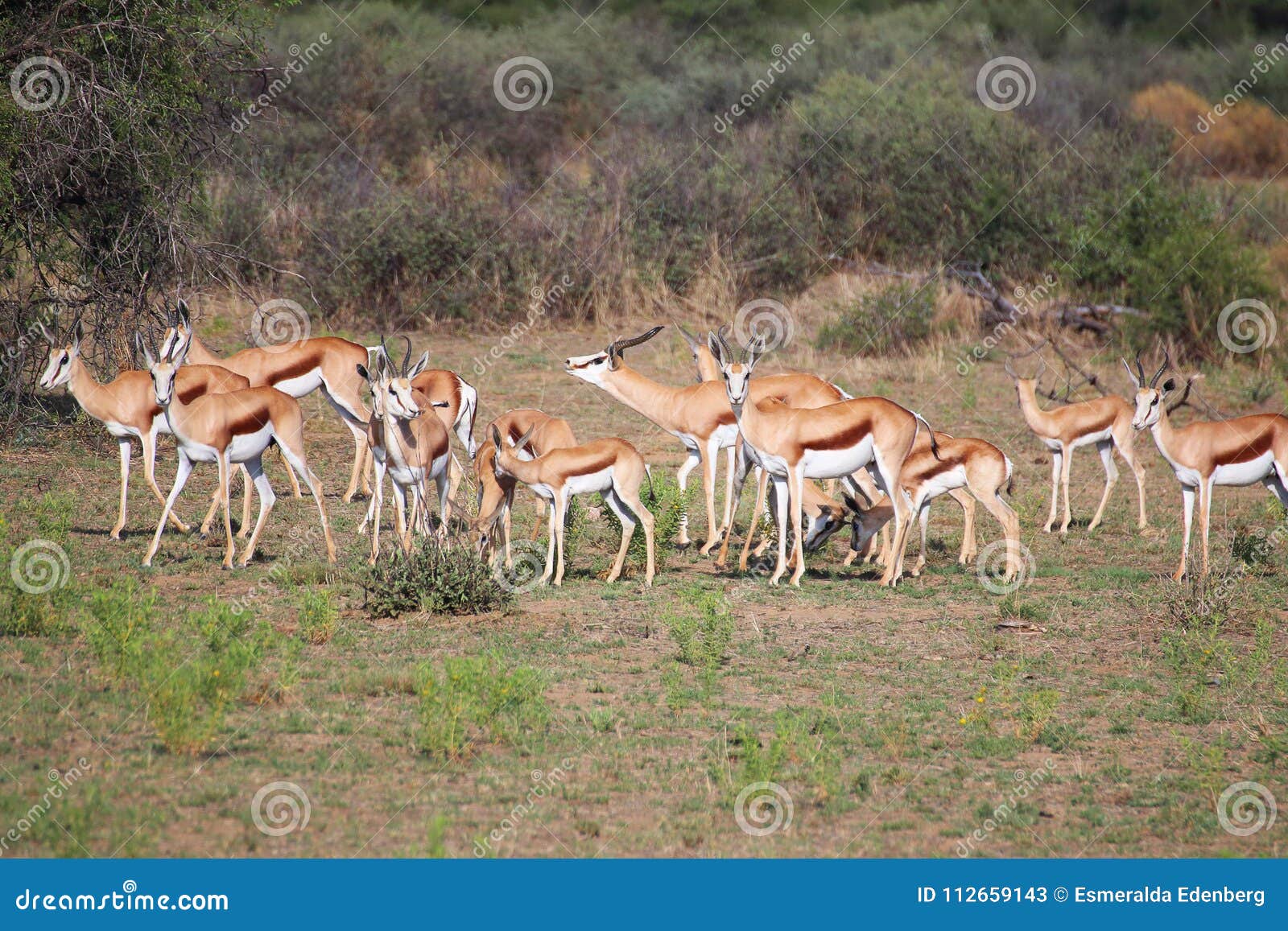 Springboks stock image. Image of antelope, herd, namibia - 112659143