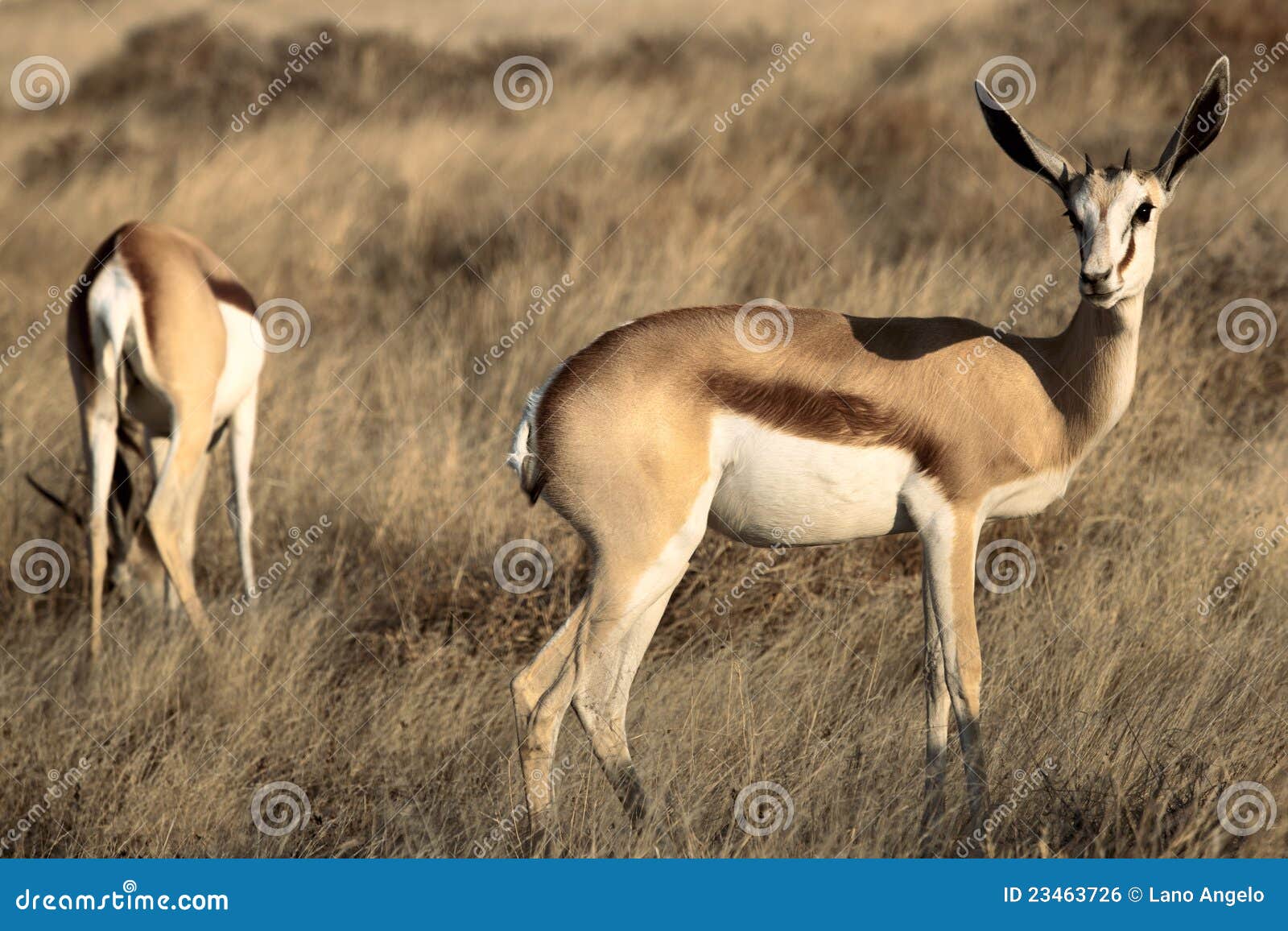 Springboks portraits stock photo. Image of nations, sport - 23463726