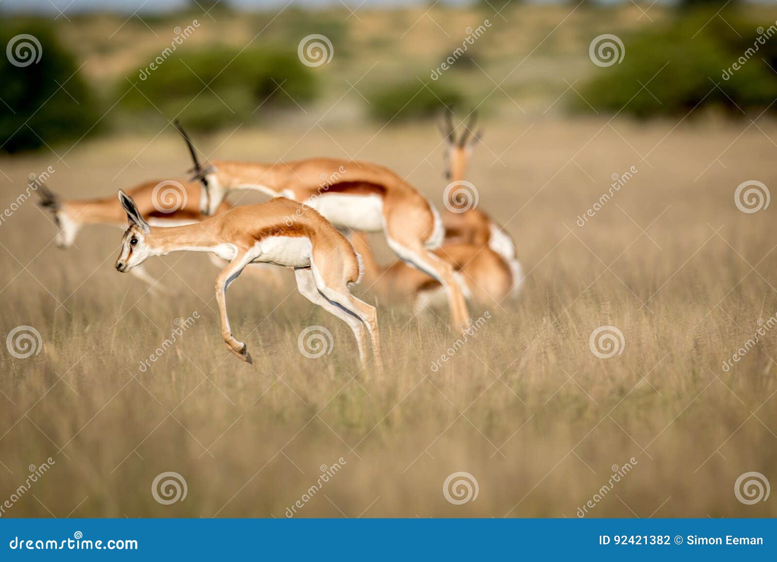 Springboks Pronking in the Central Kalahari. Stock Photo - Image of ...